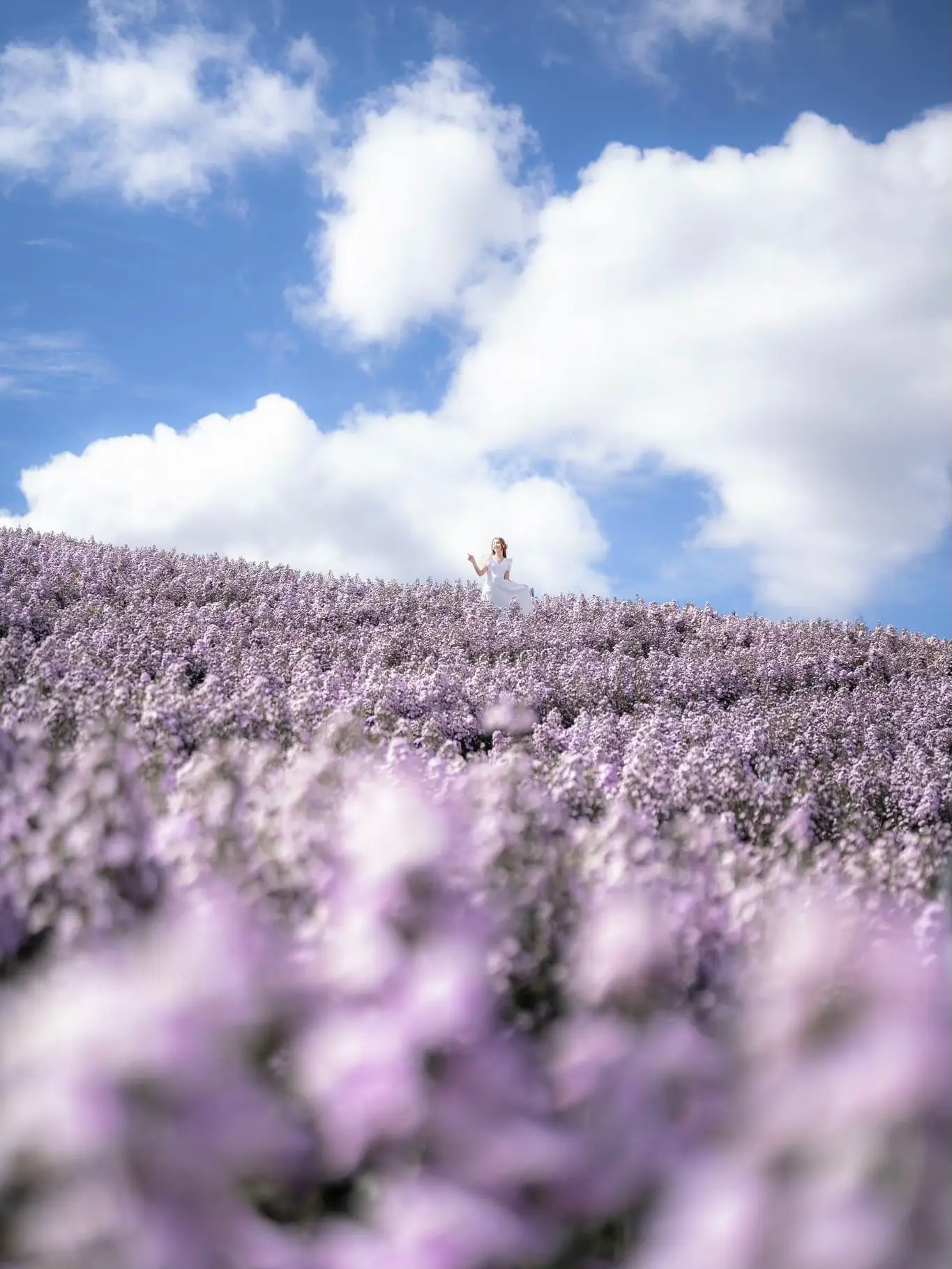 Hydrangea Cafe | แกลเลอรีที่โพสต์โดย Lazy Coup | Lemon8