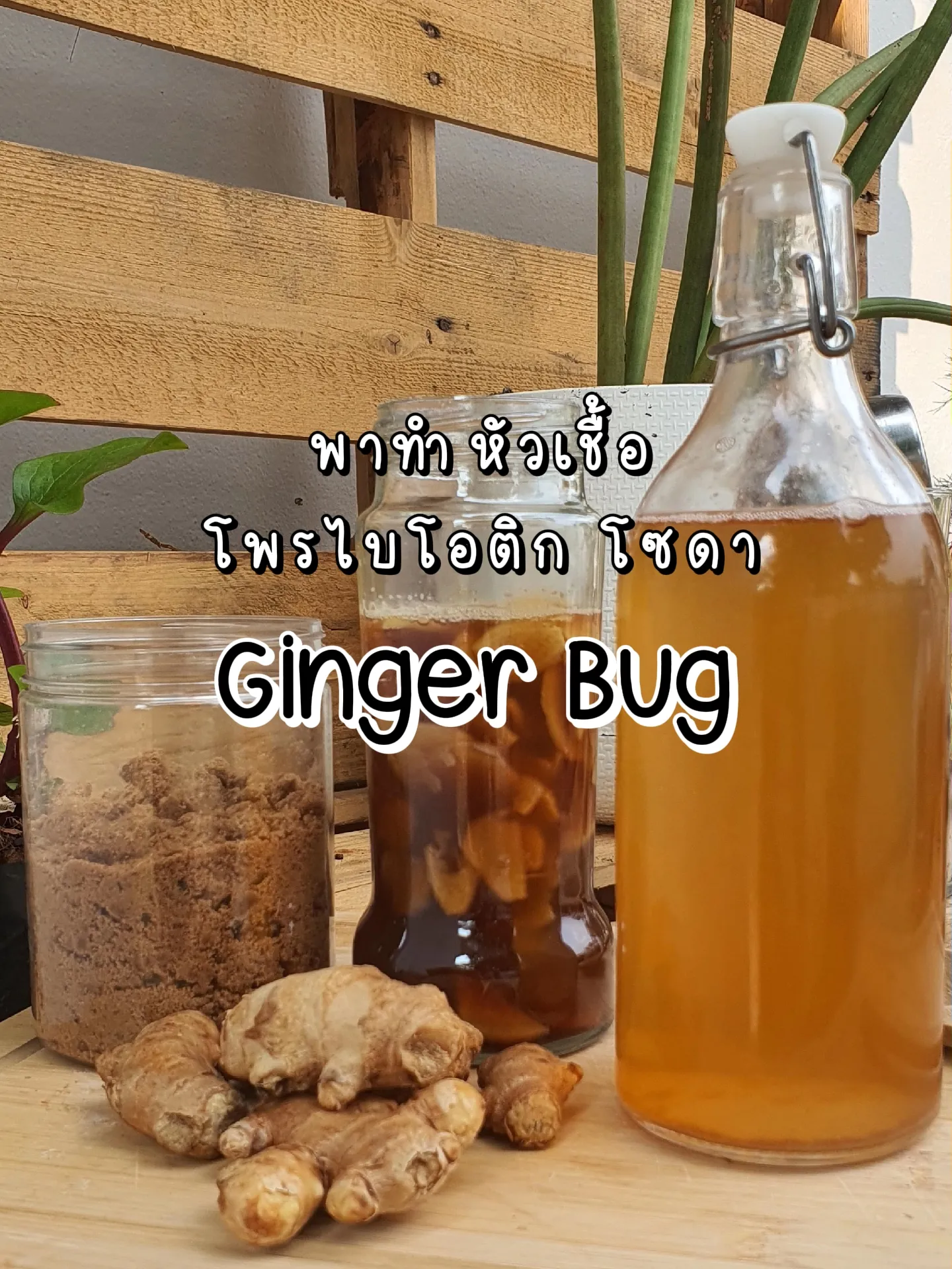 วิธีทำโพรไบโอติกธรรมชาติ | 2024 ประสบการณ์ผู้ใช้จริงบน Lemon8