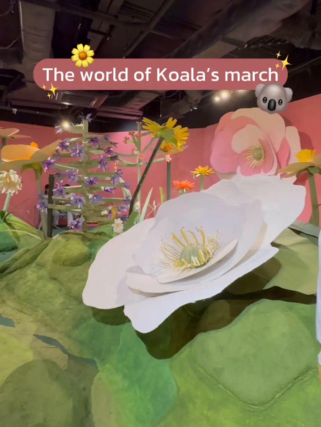 The world of Koala’march🐨 | วิดีโอที่เผยแพร่โดย Kaobenjamas | Lemon8