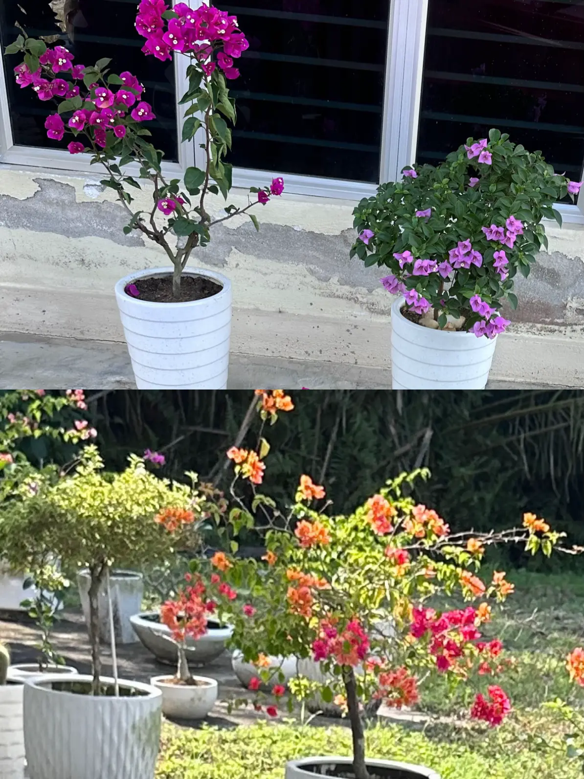 Tips bunga kertas sentiasa berbunga🌹 | Galeri disiarkan oleh Syahira ...