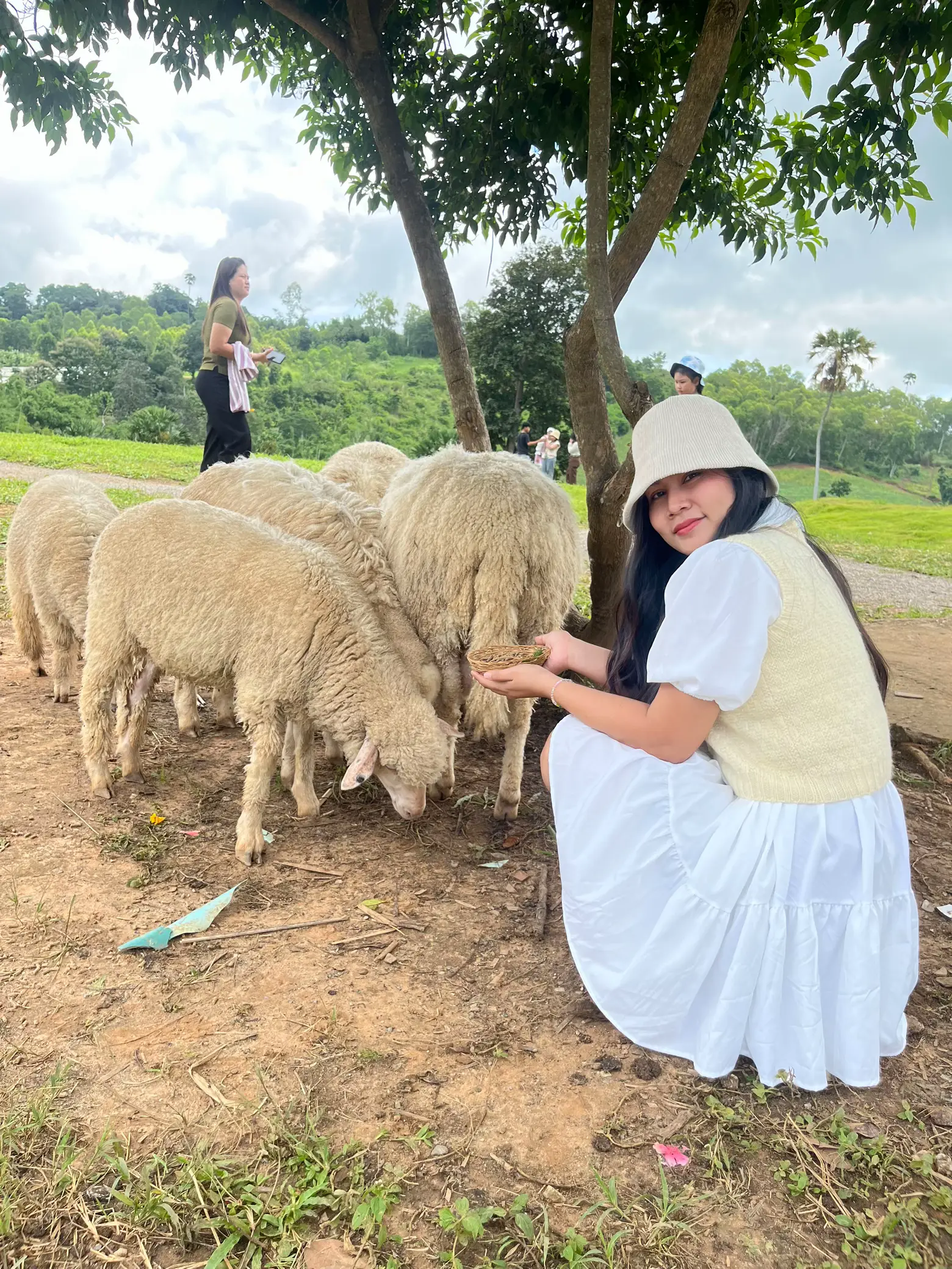 ม่อนแกะเขาค้อ | แกลเลอรีที่โพสต์โดย Koy.lemon | Lemon8