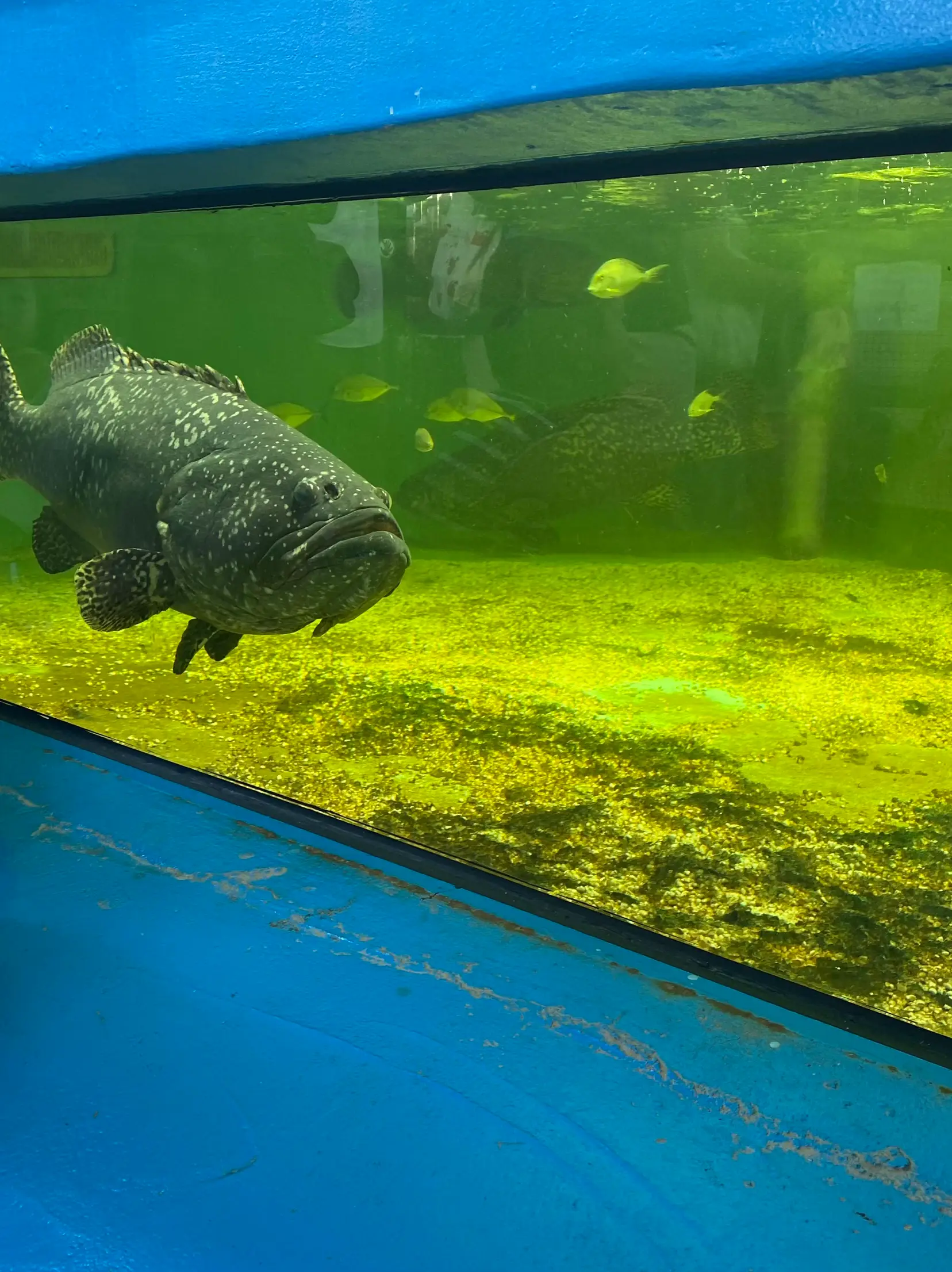 Monster aquarium พัทยาา🐠🌊 | แกลเลอรีที่โพสต์โดย wchaya🐋🫧 | Lemon8