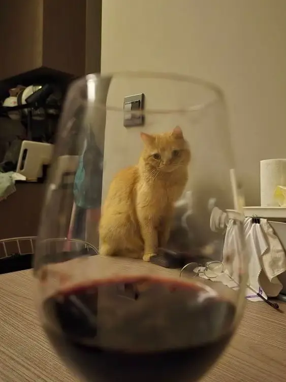 Cat Blender - การค้นหาใน Lemon8