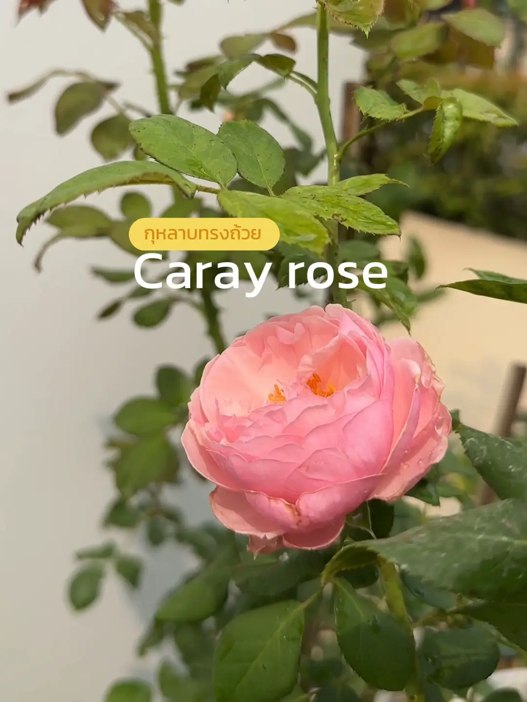 Carey rose💗 | วิดีโอที่เผยแพร่โดย Daily with Ichi | Lemon8