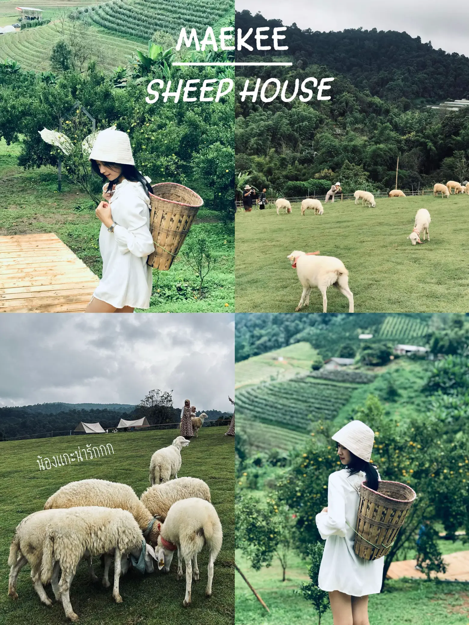 บ้านแกะแม่ขิ - Maekee Sheep House 🐑🍃 | แกลเลอรีที่โพสต์โดย aunpan🕊️ | Lemon8