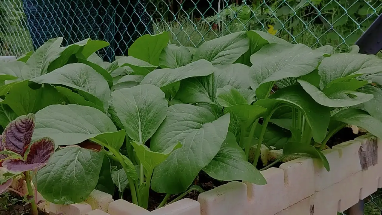 Pungut hasil tanaman 🥰 | Video diterbitkan oleh Ika Ivy | Lemon8