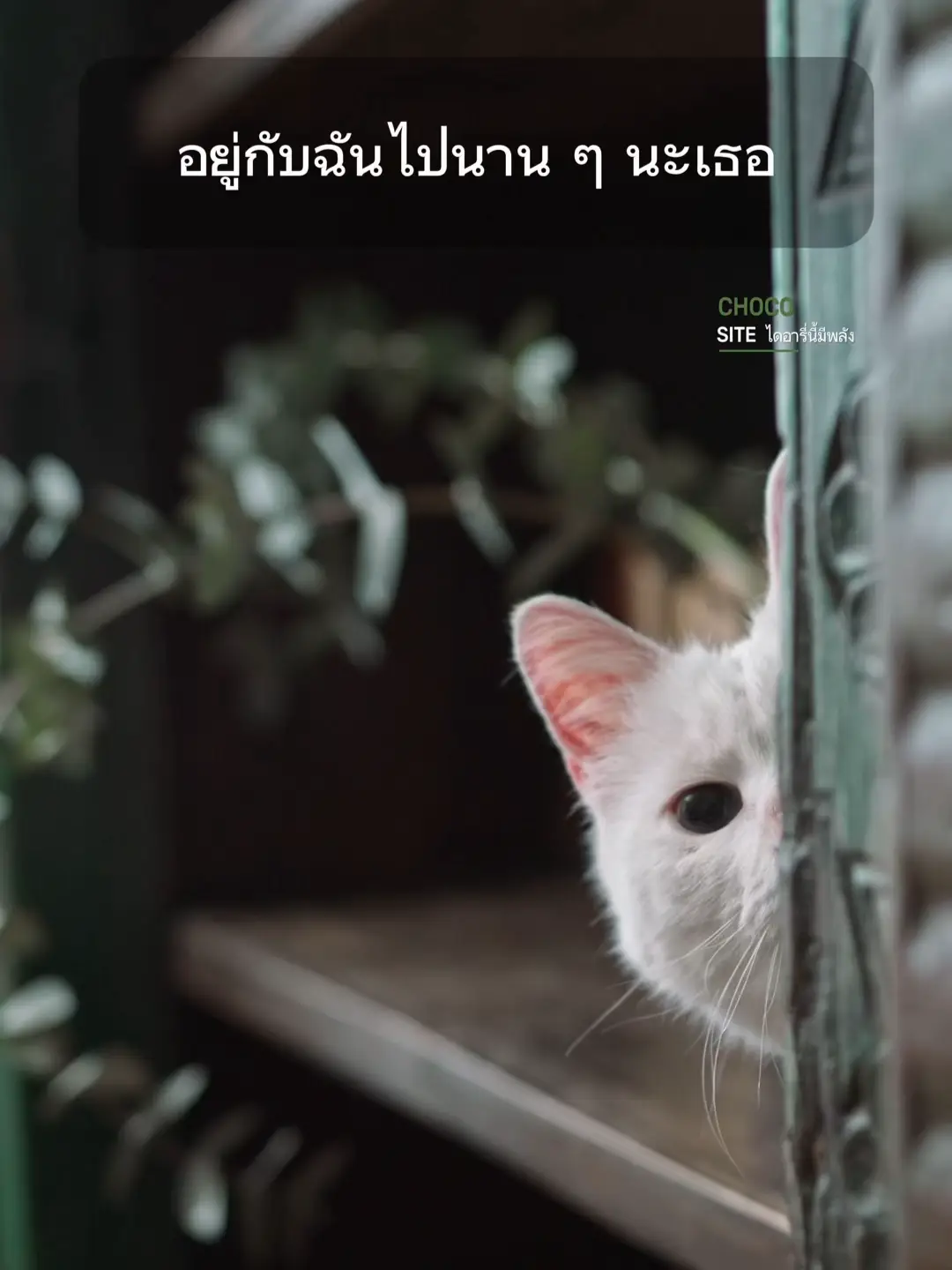 โหมดแมวเหมียว มุ้งมิ้ง | วิดีโอที่เผยแพร่โดย CHOCO SITE | Lemon8