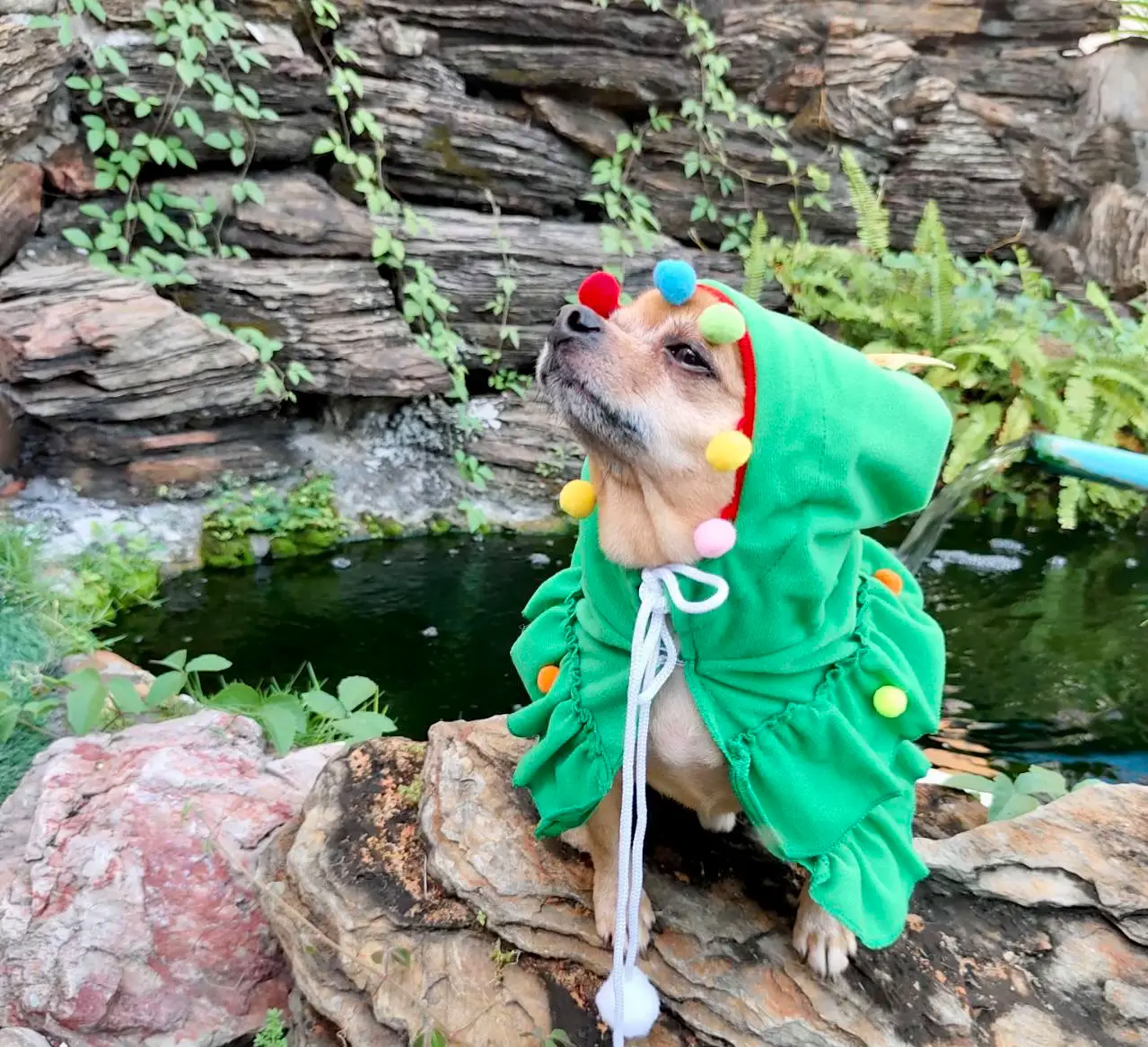 🎄ป้ายยา ผ้าคลุมลายต้นคริสต์มาสน้องหมา | แกลเลอรีที่โพสต์โดย khuncha ...