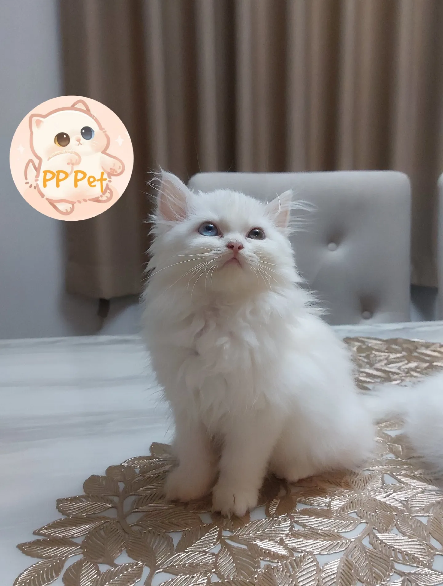 ลูกแมวเปอร์เซียขาวตา2สี พิกัดรังสิต ปทุมธานี คลอง6 | แกลเลอรีที่โพสต์โดย petchploy | Lemon8