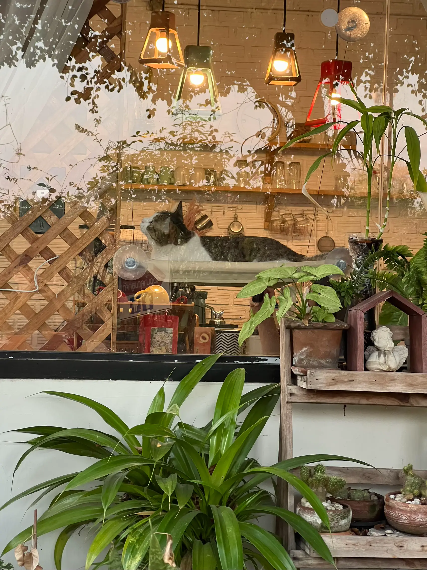 Cafe in the garden 🏡 | แกลเลอรีที่โพสต์โดย Jakwa🦒 | Lemon8