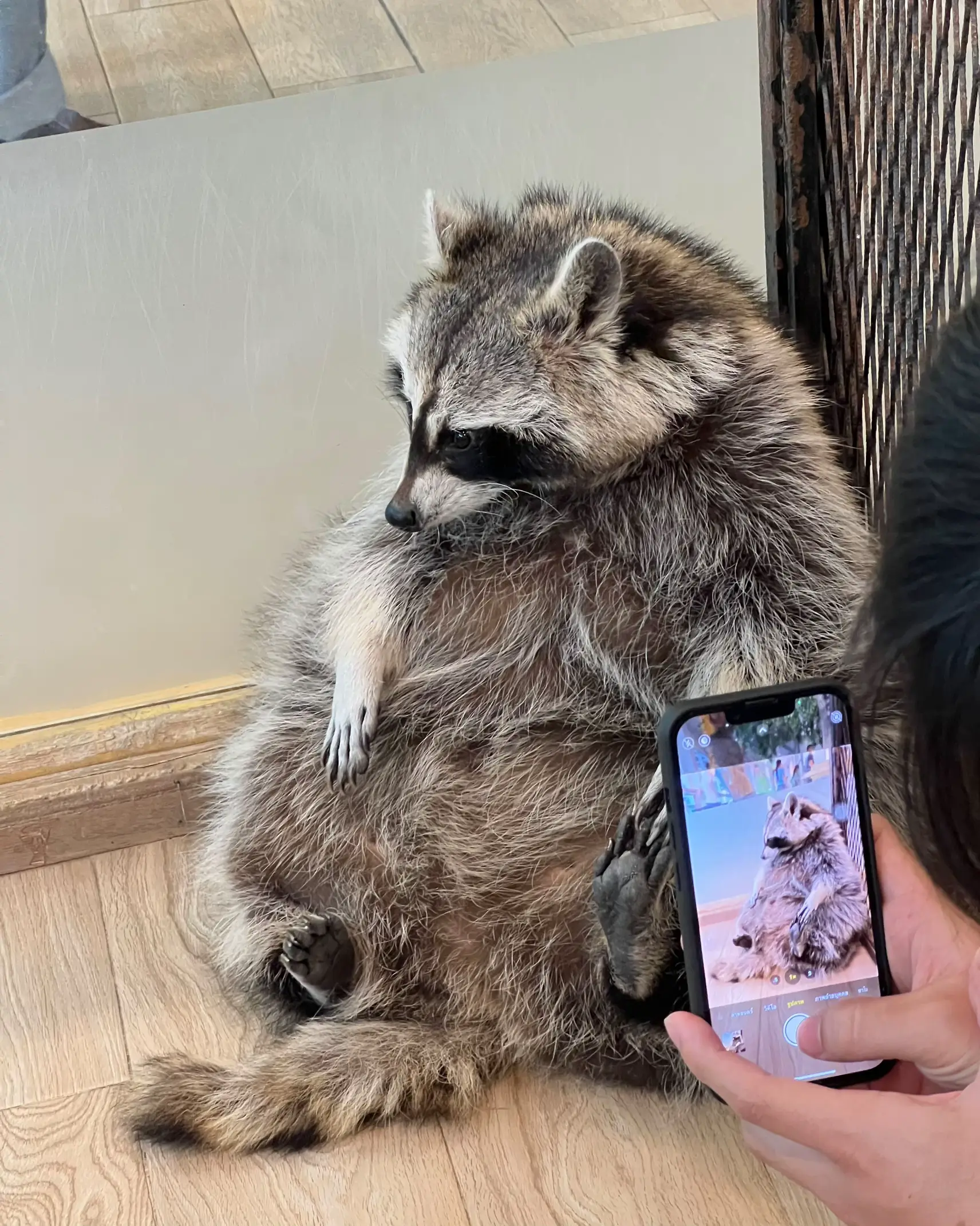 LITTLE ZOO CAFE | น้องจับได้ทุกตัว🐾 | แกลเลอรีที่โพสต์โดย Aumcq | Lemon8