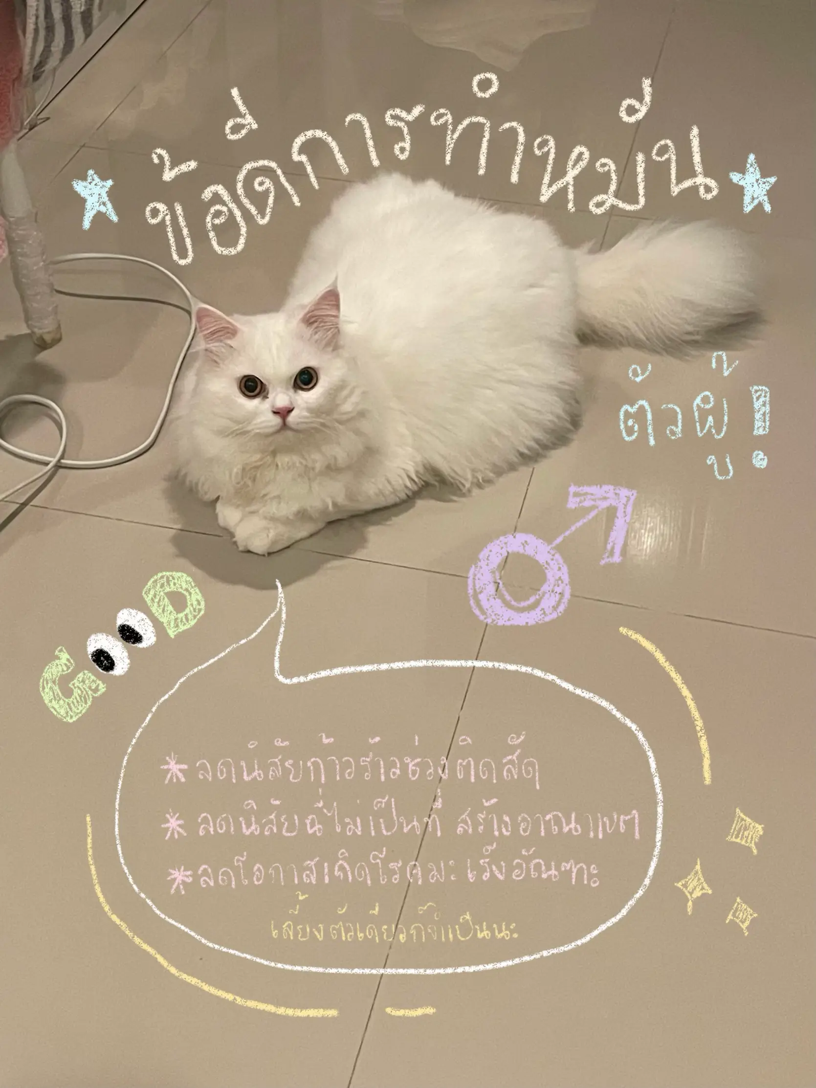 Share the experience. Take the cat for the first vasectomy. 🙀 (male cat ...