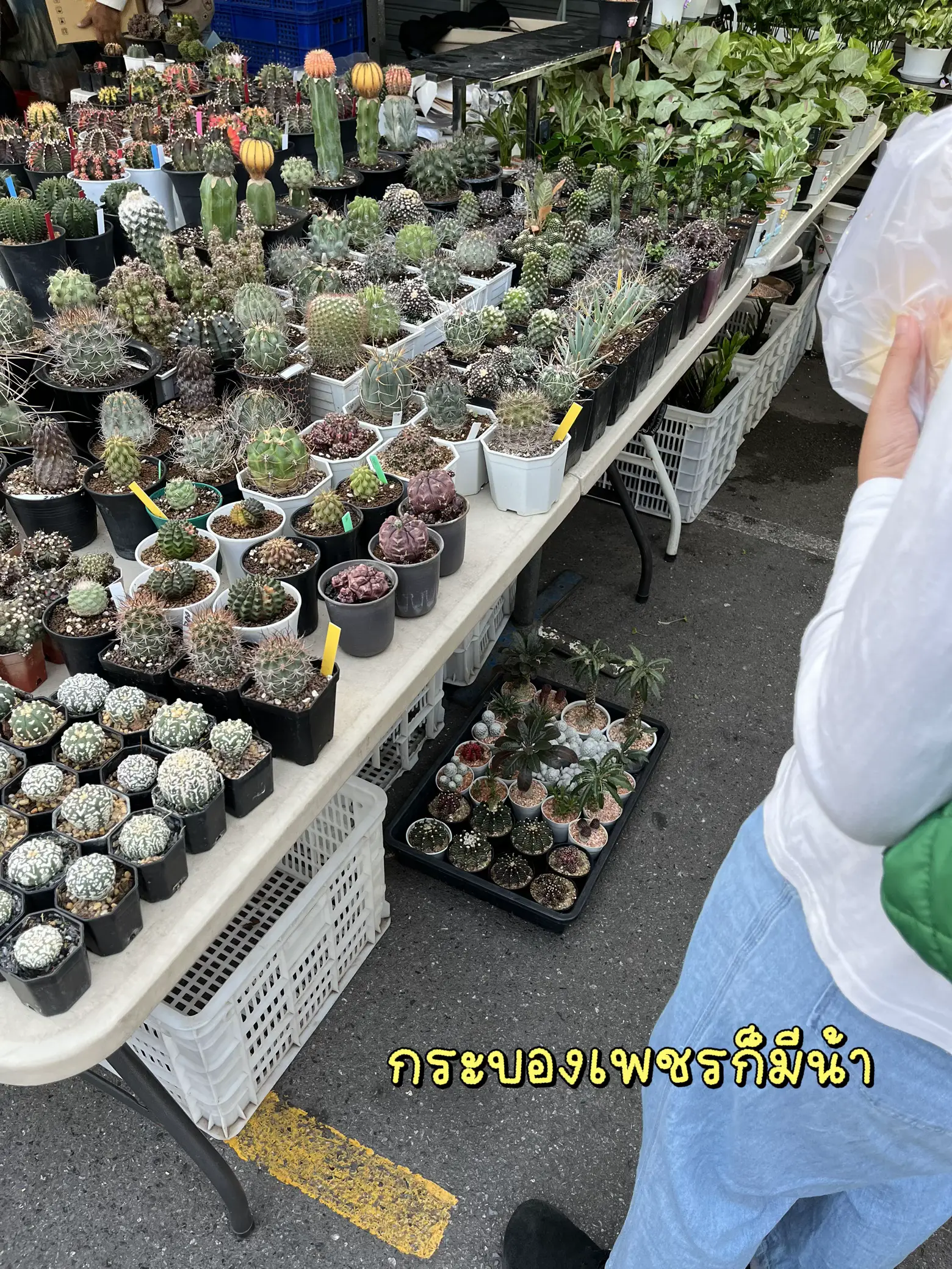 ตลาดต้นไม้จตุจักร 🌳 | แกลเลอรีที่โพสต์โดย once a week 🛵 | Lemon8