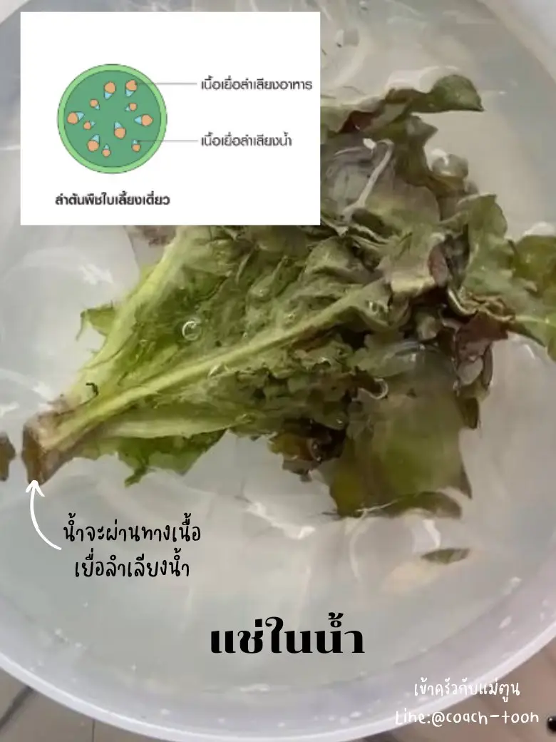 🥬”คืนชีพผักเหี่ยว“ ให้กลับมาสดอีกครั้ง | แกลเลอรีที่โพสต์โดย แม่ตูน ...
