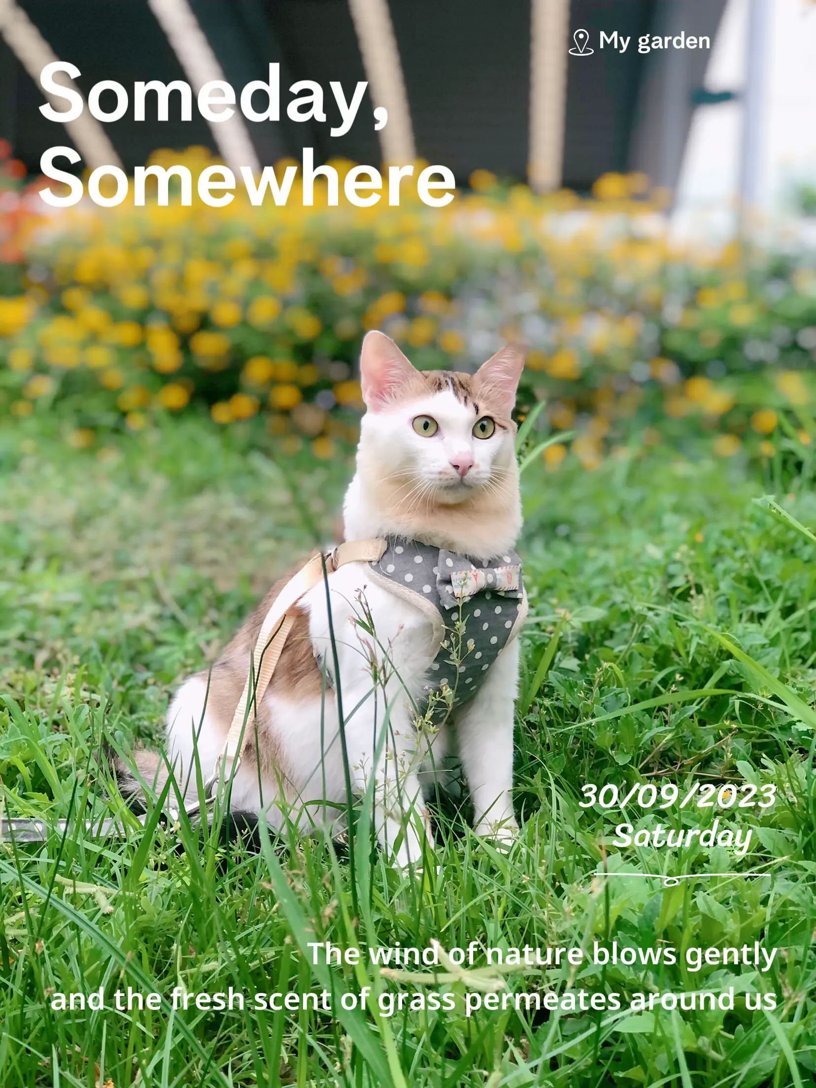 Someday,Somewhere | แกลเลอรีที่โพสต์โดย แมวชื่อพืช | Lemon8