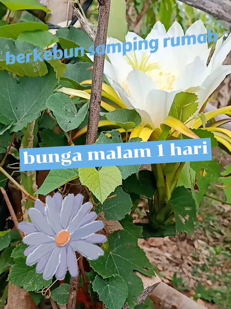 berkebun disamping rumah | Video dipublikasikan oleh lestari | Lemon8