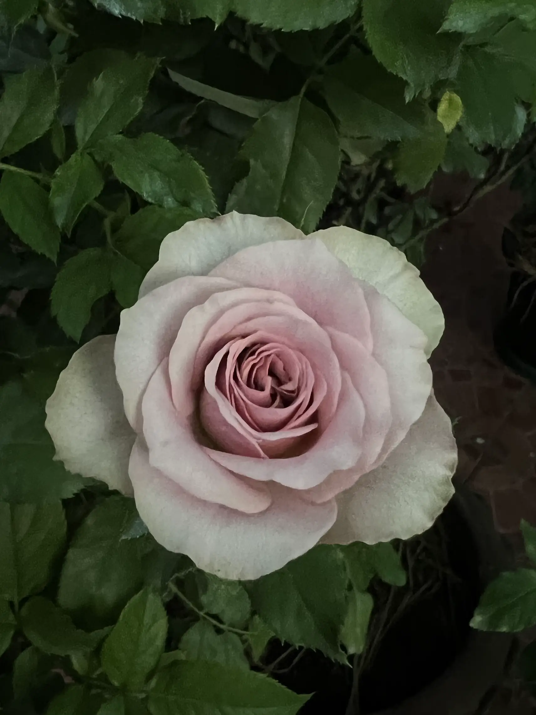Montmartre Rose | แกลเลอรีที่โพสต์โดย 48 อย่าเรียกป้า | Lemon8