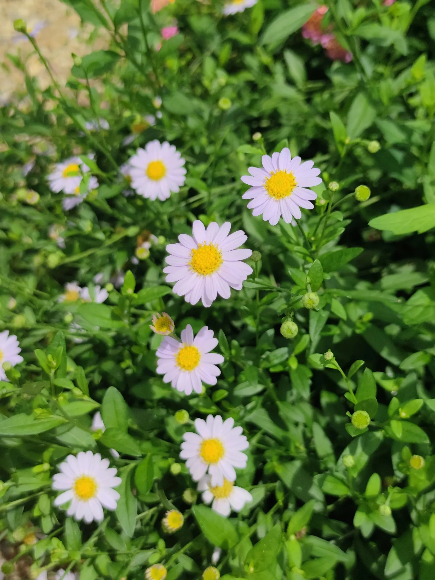 LAGOM Cafe & Bakery คาเฟ่พิษณุโลก | แกลเลอรีที่โพสต์โดย เรื่อยเปื่อย | Lemon8