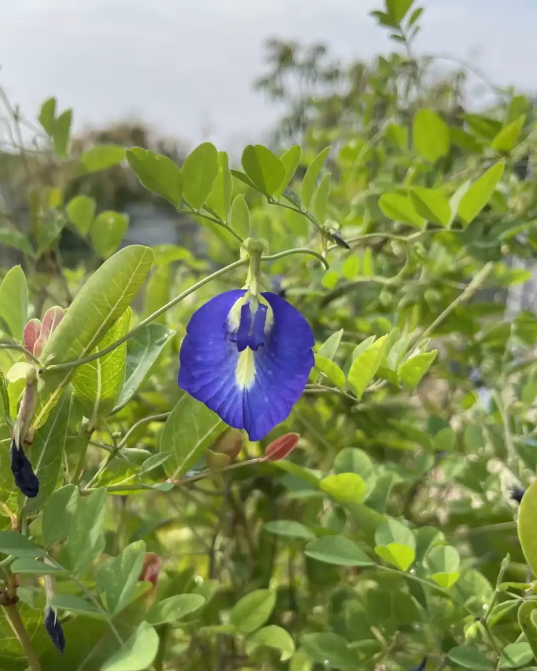 ดอกอัญชัน (รวมเรื่องไม้ดอกไม้ประดับchaiwat100) | วิดีโอที่เผยแพร่โดย บ้านสวนchaiwat | Lemon8