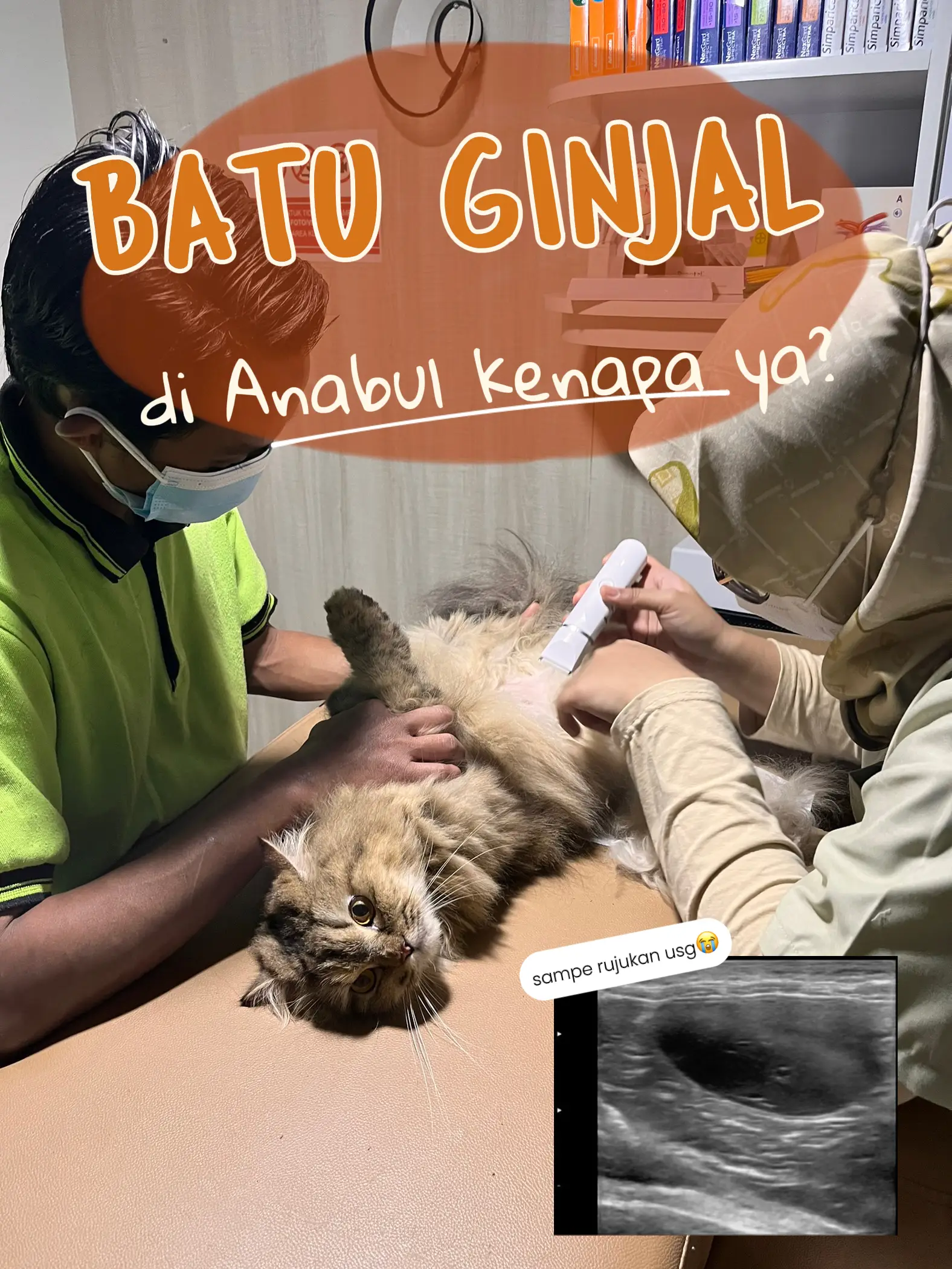 ANABUL BISA KENA BATU GINJAL? 😰💔 | Galeri diposting oleh eatwithtrixie ...