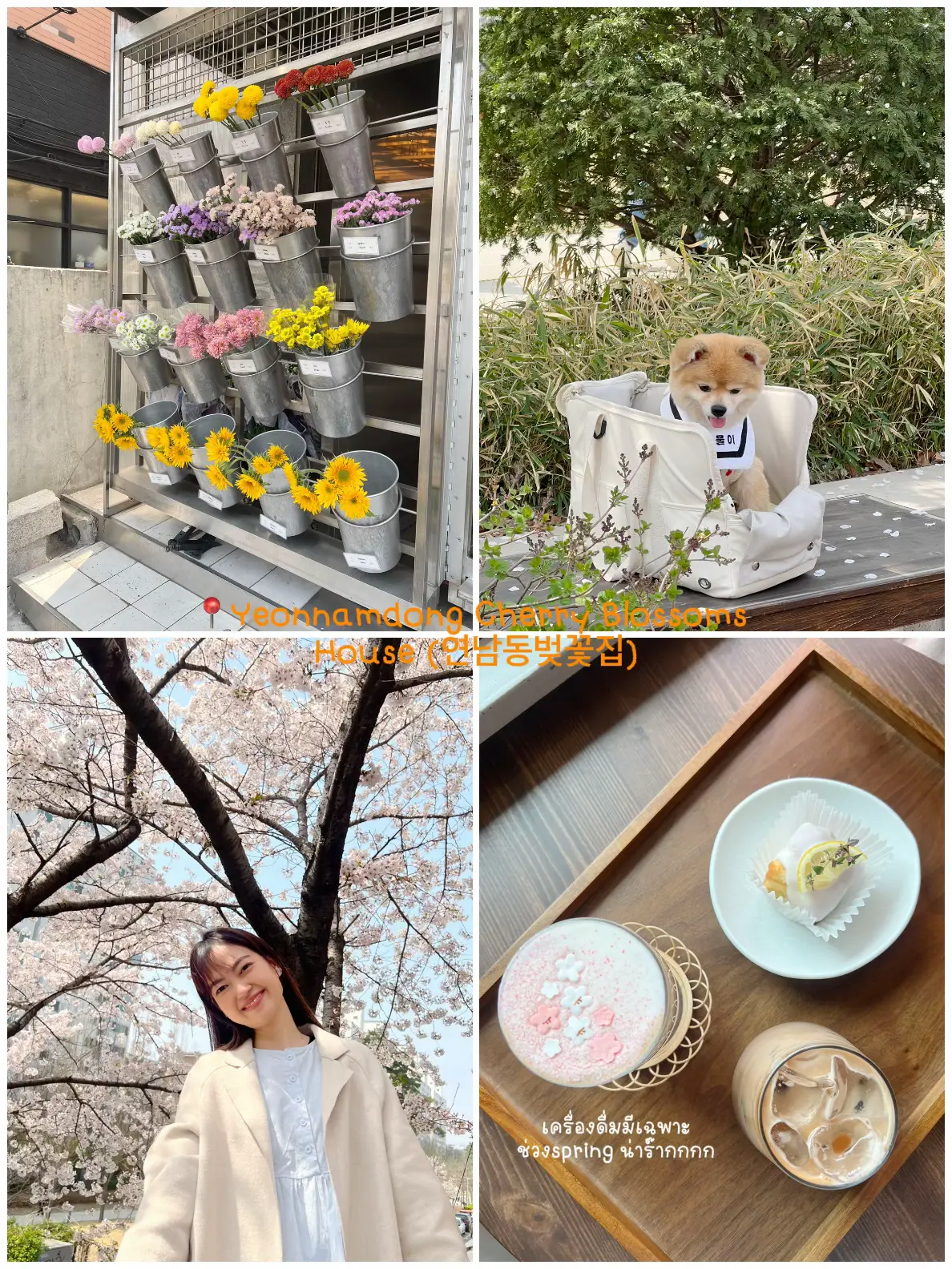 SEOUL SPRING🌸🌸 | แกลเลอรีที่โพสต์โดย Giftgibbbb🐰🌿 | Lemon8