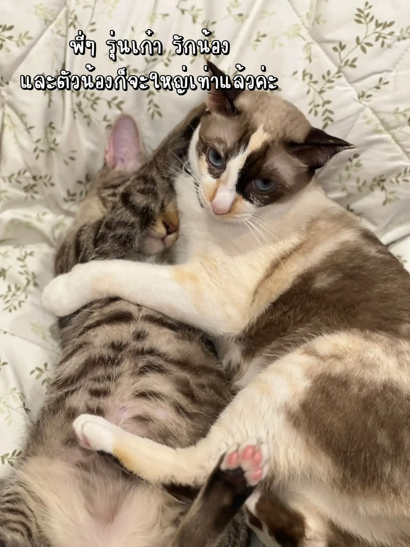 อัพเดทน้องแมวที่เก็บมาเลี้ยง | แกลเลอรีที่โพสต์โดย Pu.ni | Lemon8