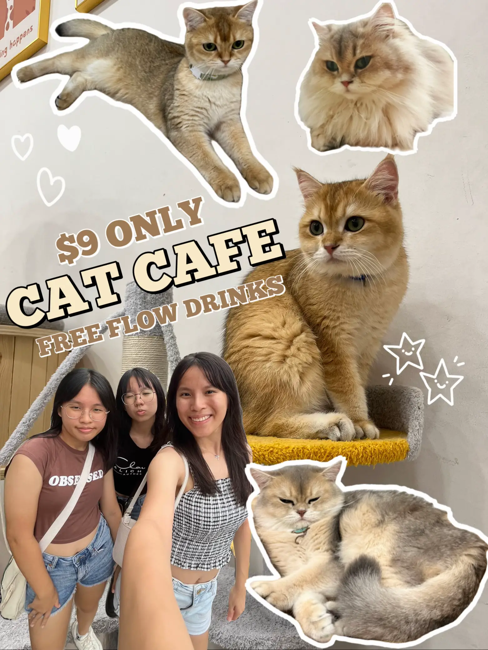 $9 CAT CAFE 🐈🙀 WITH FREE FLOW DRINKS🥤 | Gallery posted by xuantong ...