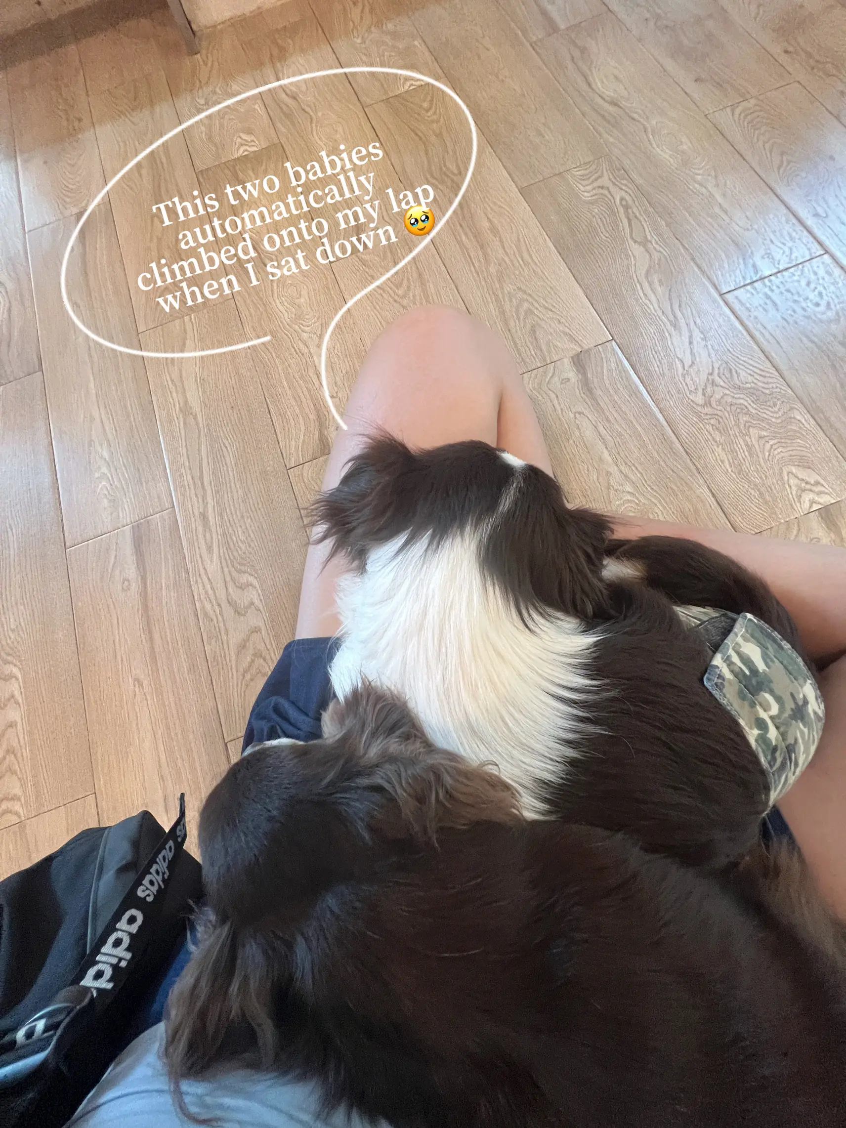 best capybara cafe in Bangkok - Lemon8 Search