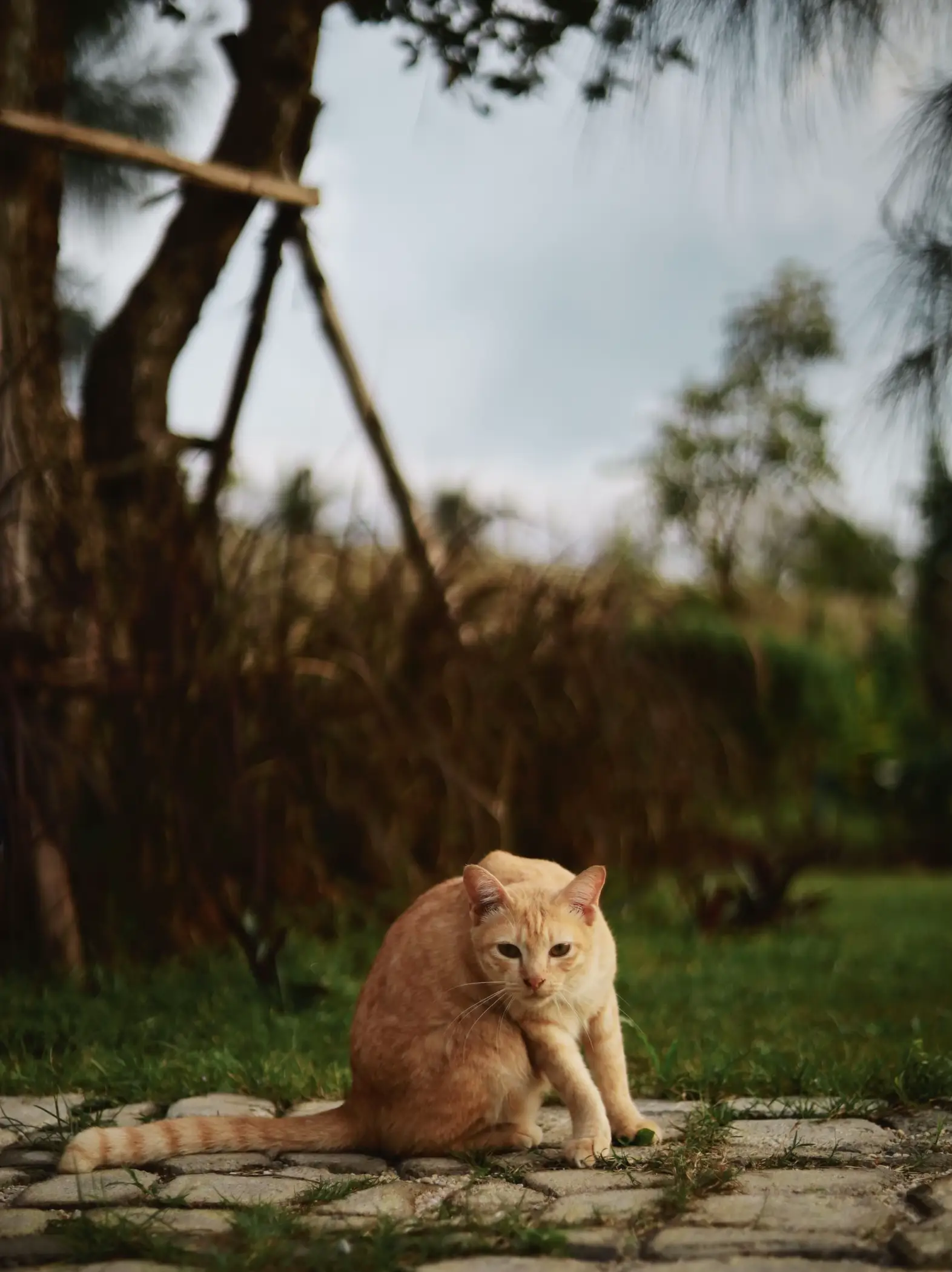 ภูสิตา คาเฟ่ แอนท์ บริทโตร (Ph | แกลเลอรีที่โพสต์โดย เที่ยวตามฟิวส์ ...