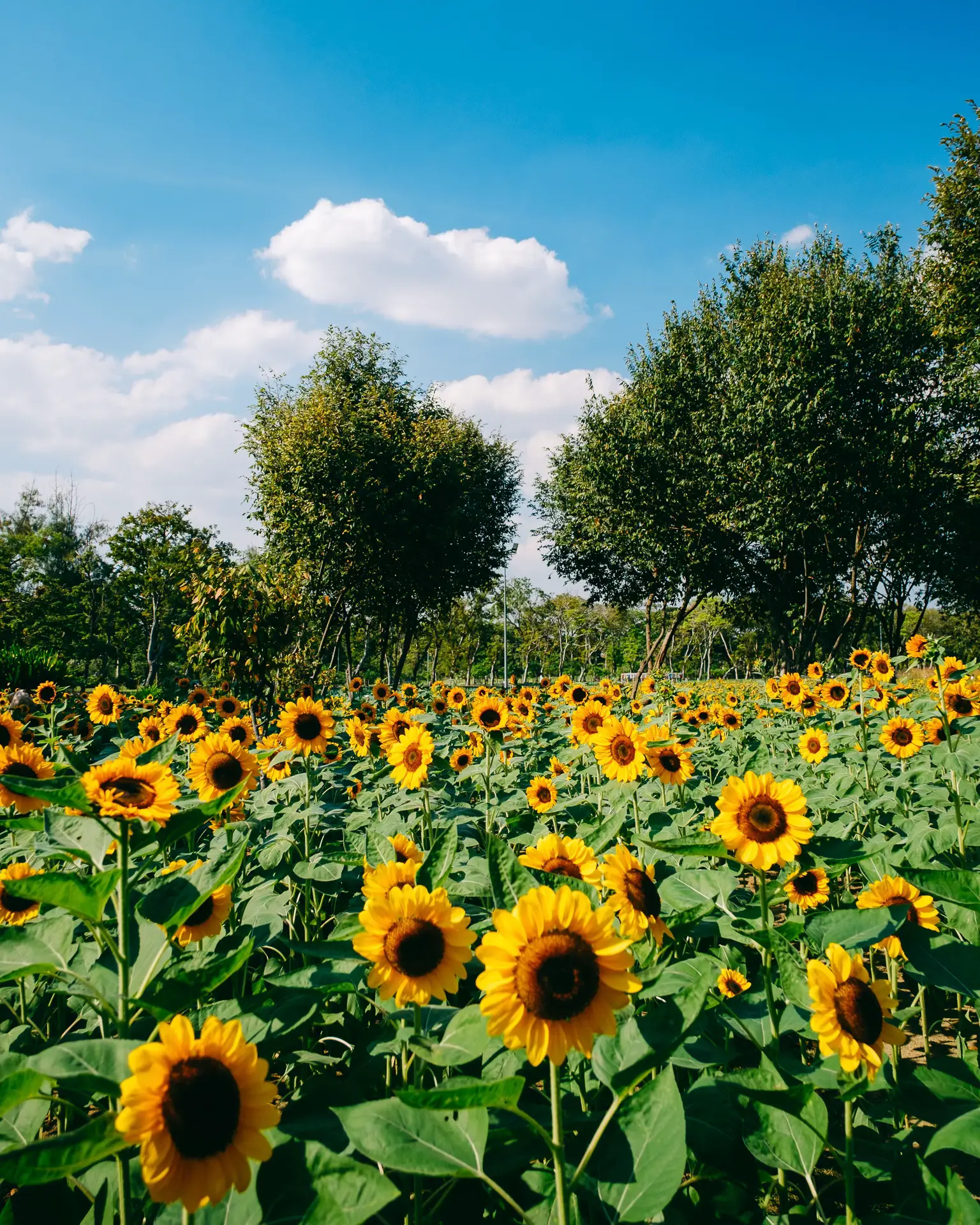 Sunflower fields blossom in the center of the city. Free close-up visits and photos. | Gallery ...