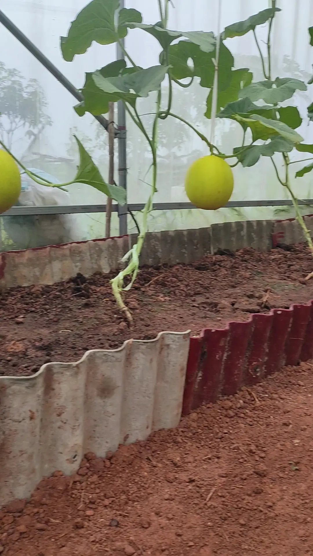Melon planting | Video published by Farming | Lemon8