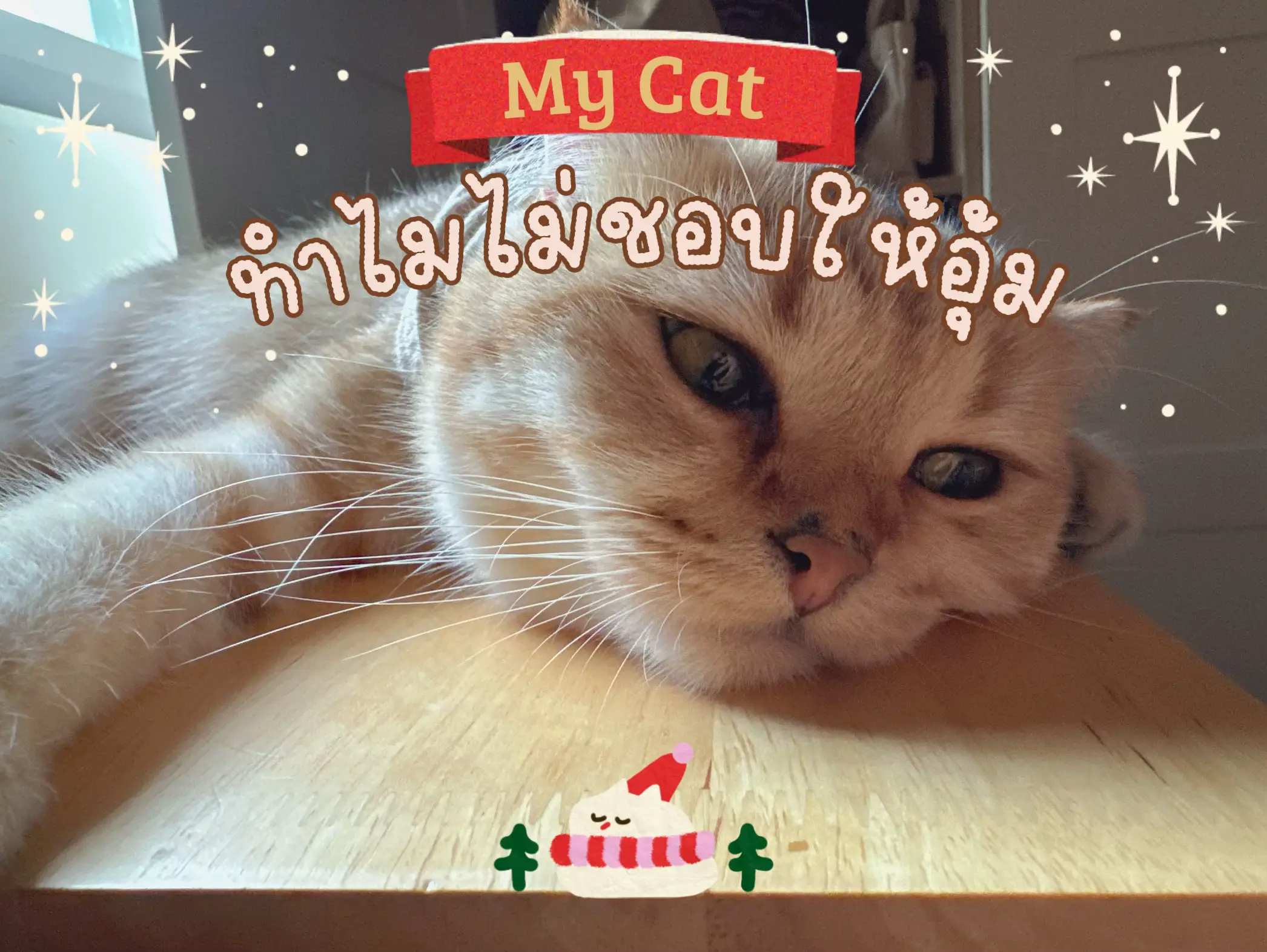 น้องแมว ไม่ชอบให้อุ้ม#my cat | แกลเลอรีที่โพสต์โดย Buazz | Lemon8
