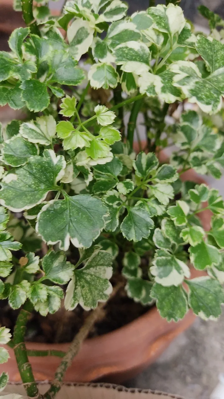 เจลอาบน้ำกลิ่น PEONY หอมมากก | วิดีโอที่เผยแพร่โดย nene | Lemon8