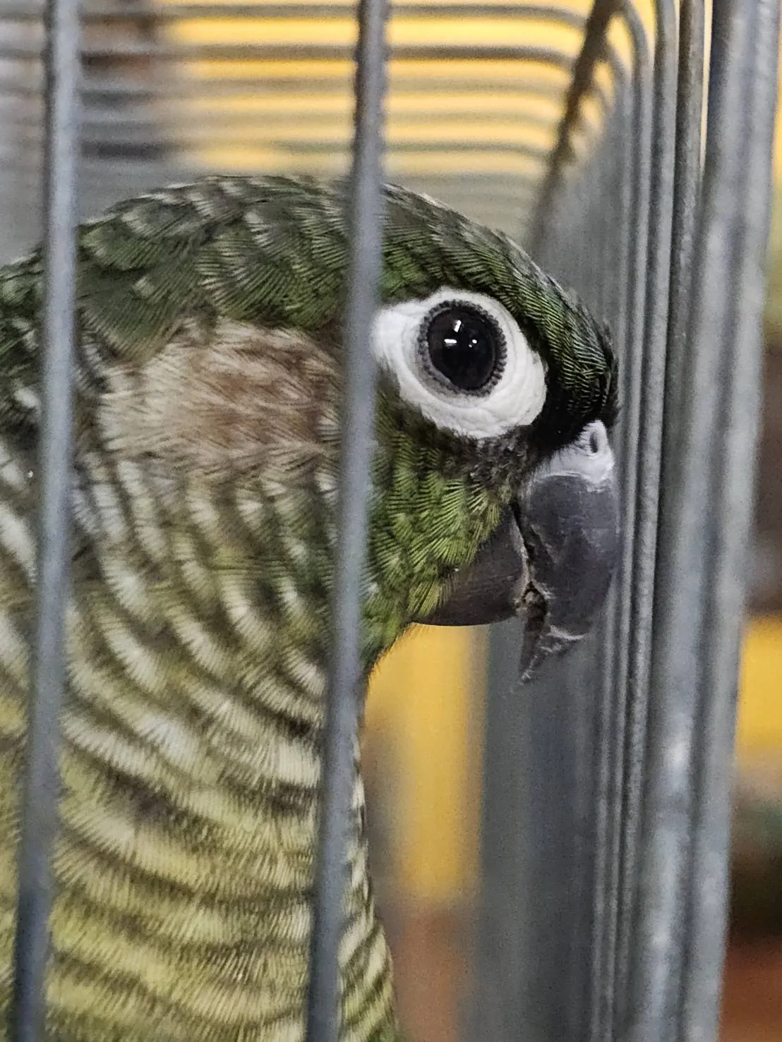 parrot art - การค้นหาใน Lemon8