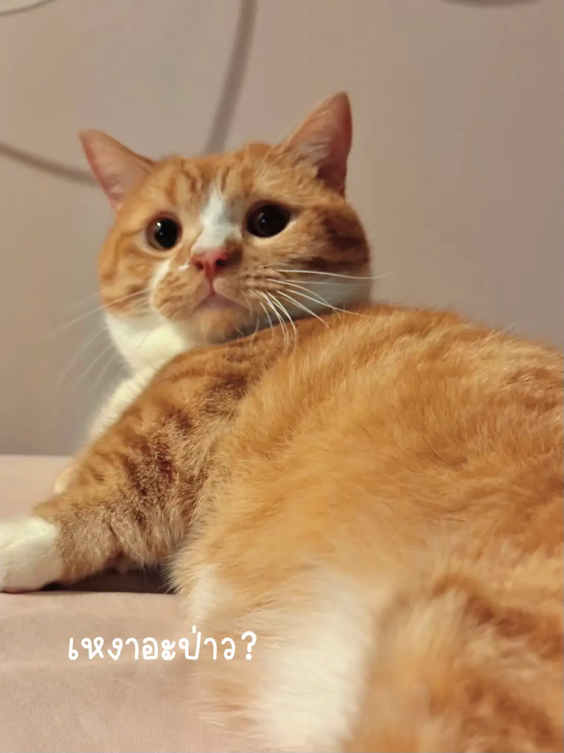 ขอคำแนะนำจาก แม่ๆ พ่อๆ ทาสแมวหน่อยค่า 🙋🏻‍♀️ | แกลเลอรีที่โพสต์โดย bebow ...
