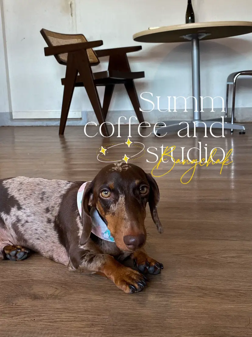 Summ coffee and studio 🌼🍞🐾 | Gallery posted by nmpuenggg | Lemon8