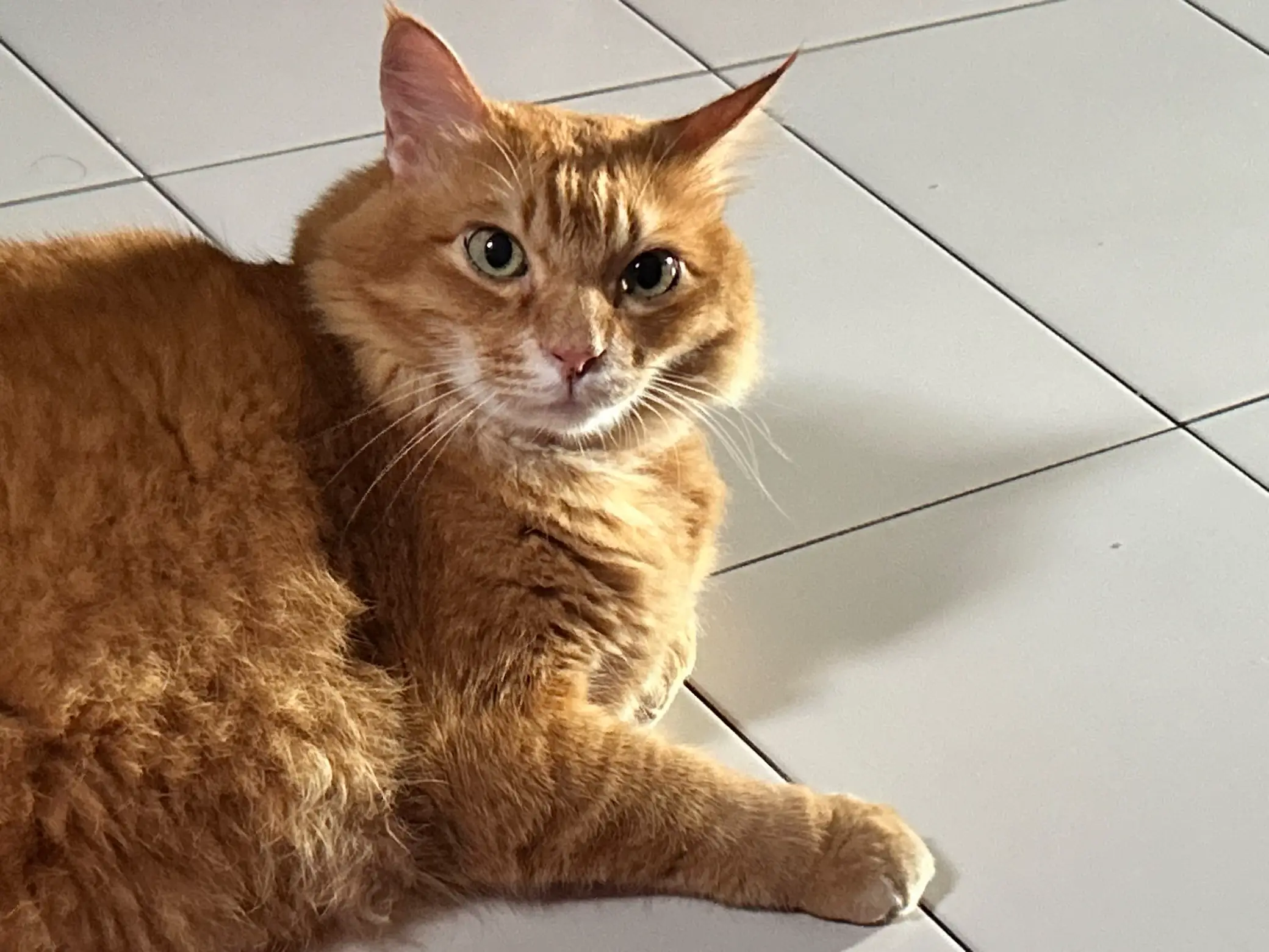 oyen garang | Galeri disiarkan oleh NNA | Lemon8