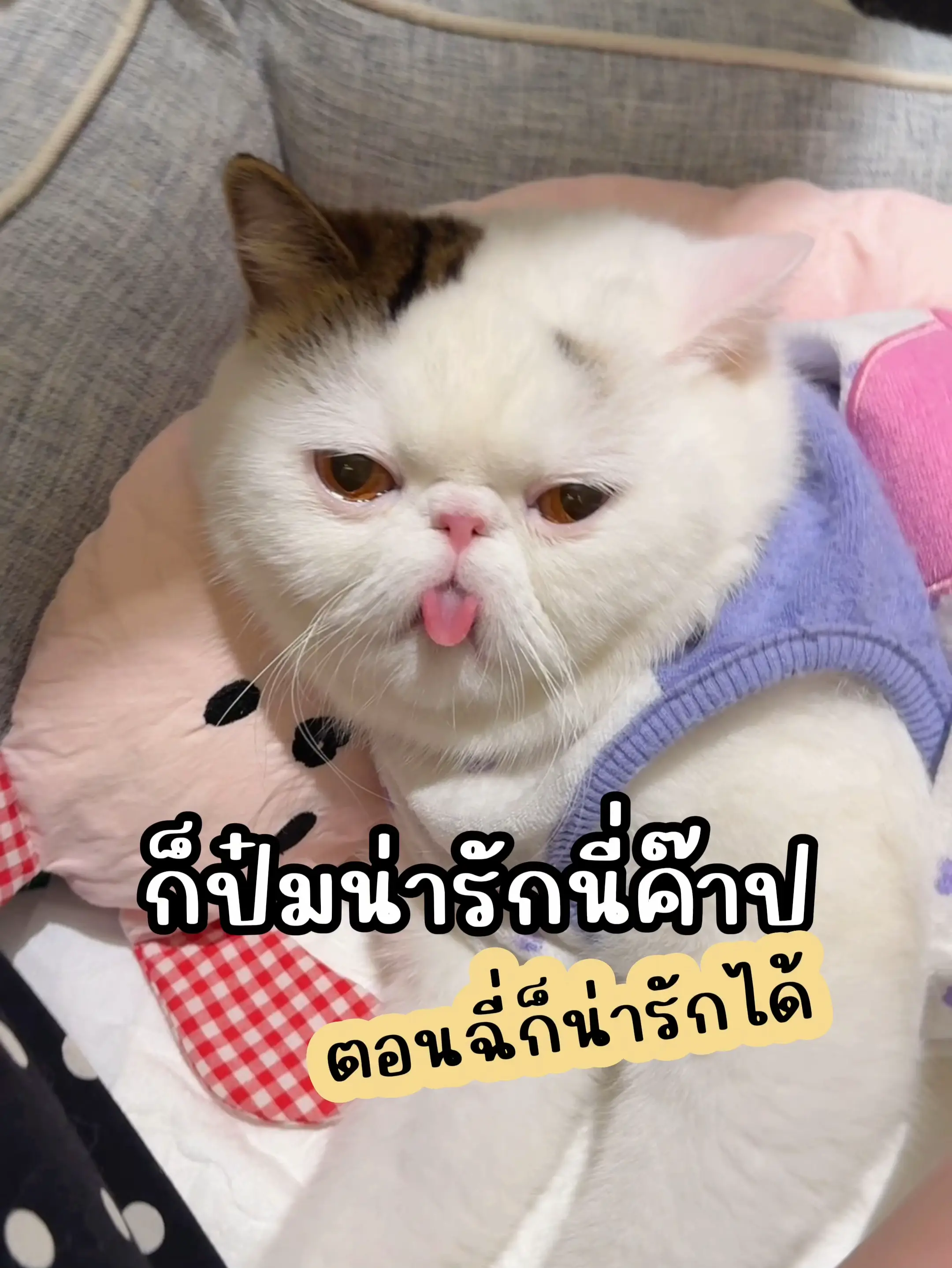 บีฉี่ดีๆนะครับป๋มทำหน้าน่ารักรอแบ๊ว😜 | วิดีโอที่เผยแพร่โดย My cat story | Lemon8