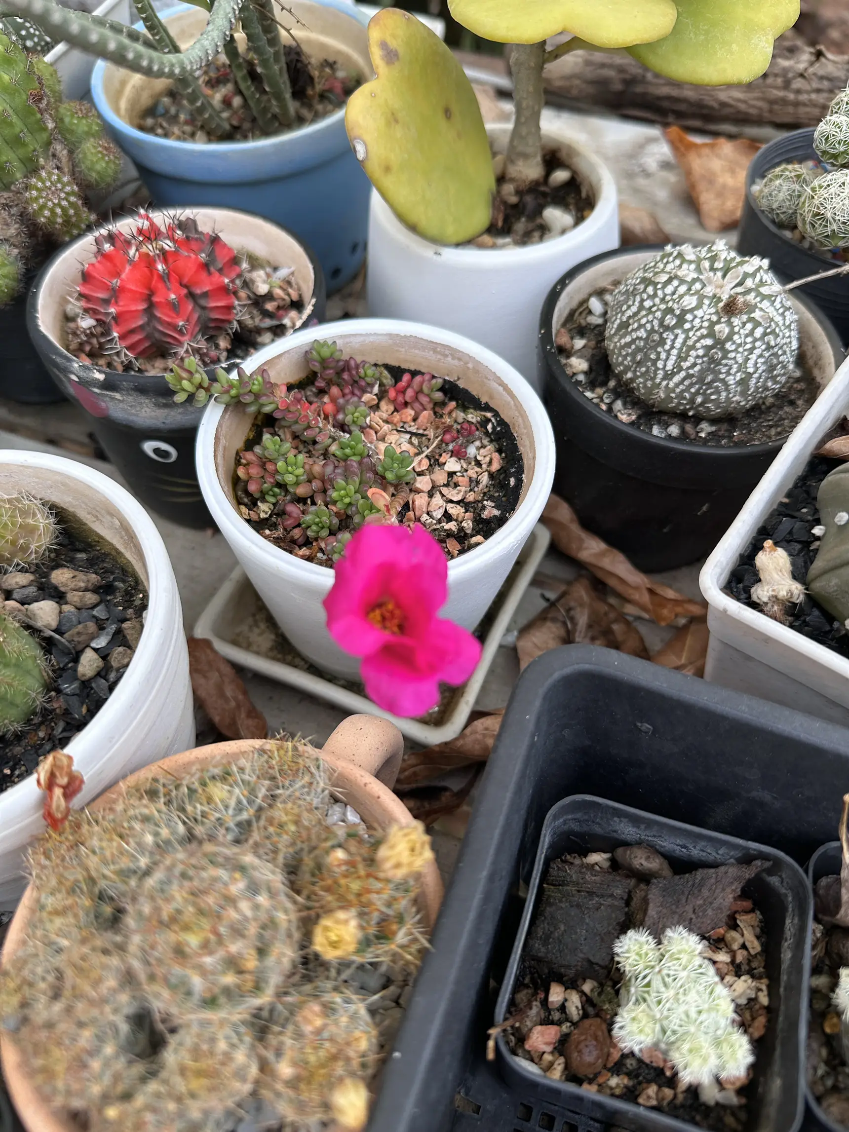 ต้นไม้ดีต่อ🧡 | แกลเลอรีที่โพสต์โดย คุณอ้อ(aor_reed_flower=ดอกอ้อ) | Lemon8