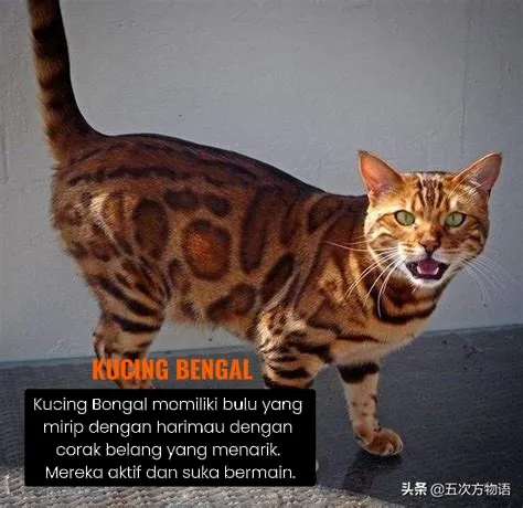 jenis-jenis kucing - Pencarian Lemon8