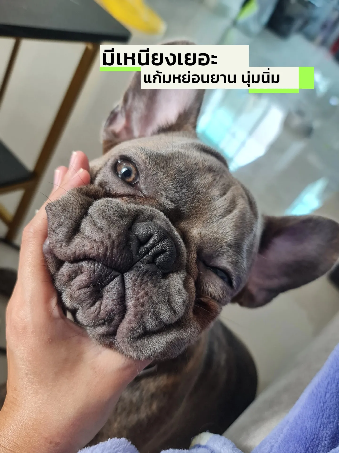 นิสัยที่ต้องรู้ก่อนเลี้ยง french bulldog! ‼️ | แกลเลอรีที่โพสต์โดย PP ...