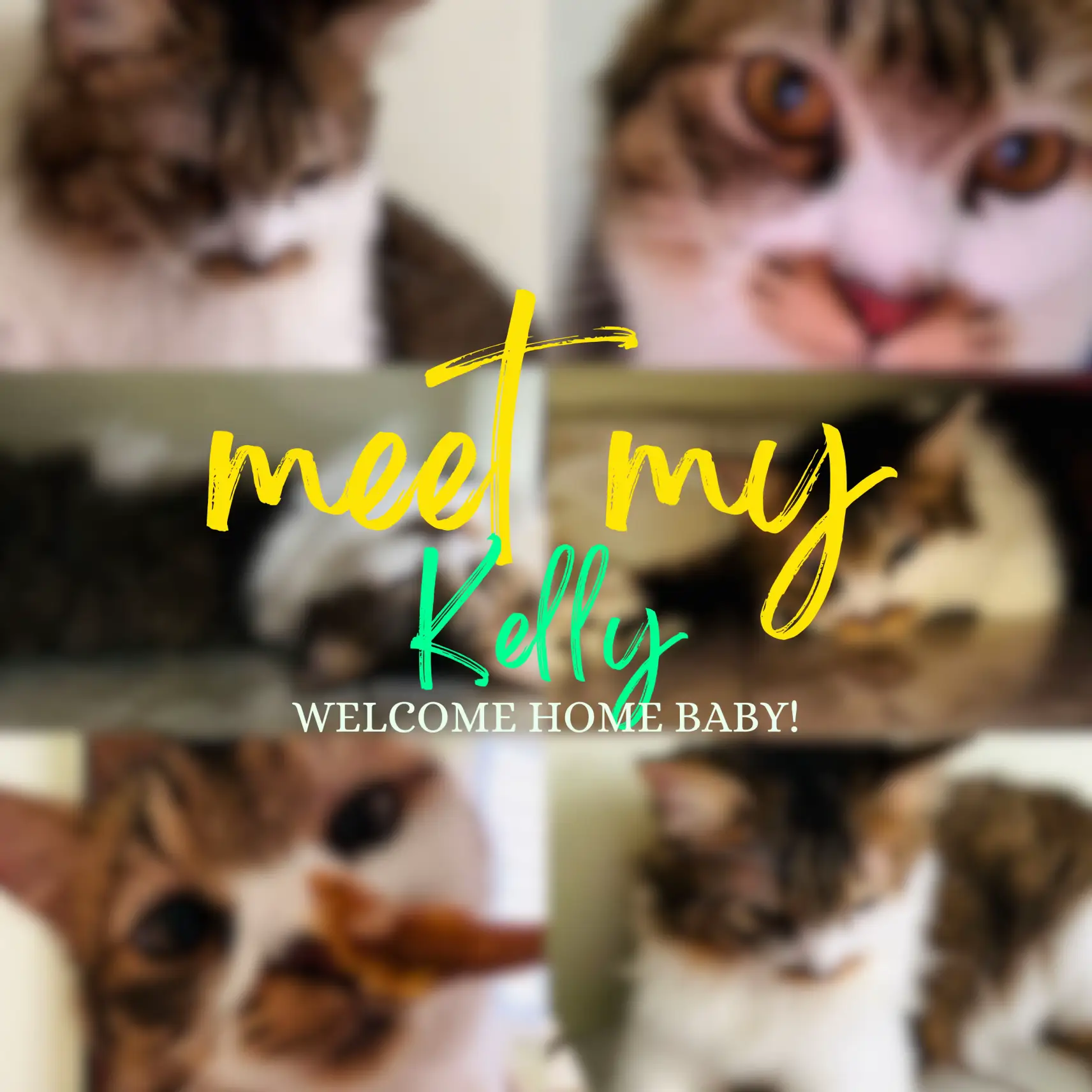 Welcome Home Buddy! | Galeri disiarkan oleh Anaklebahcomot | Lemon8