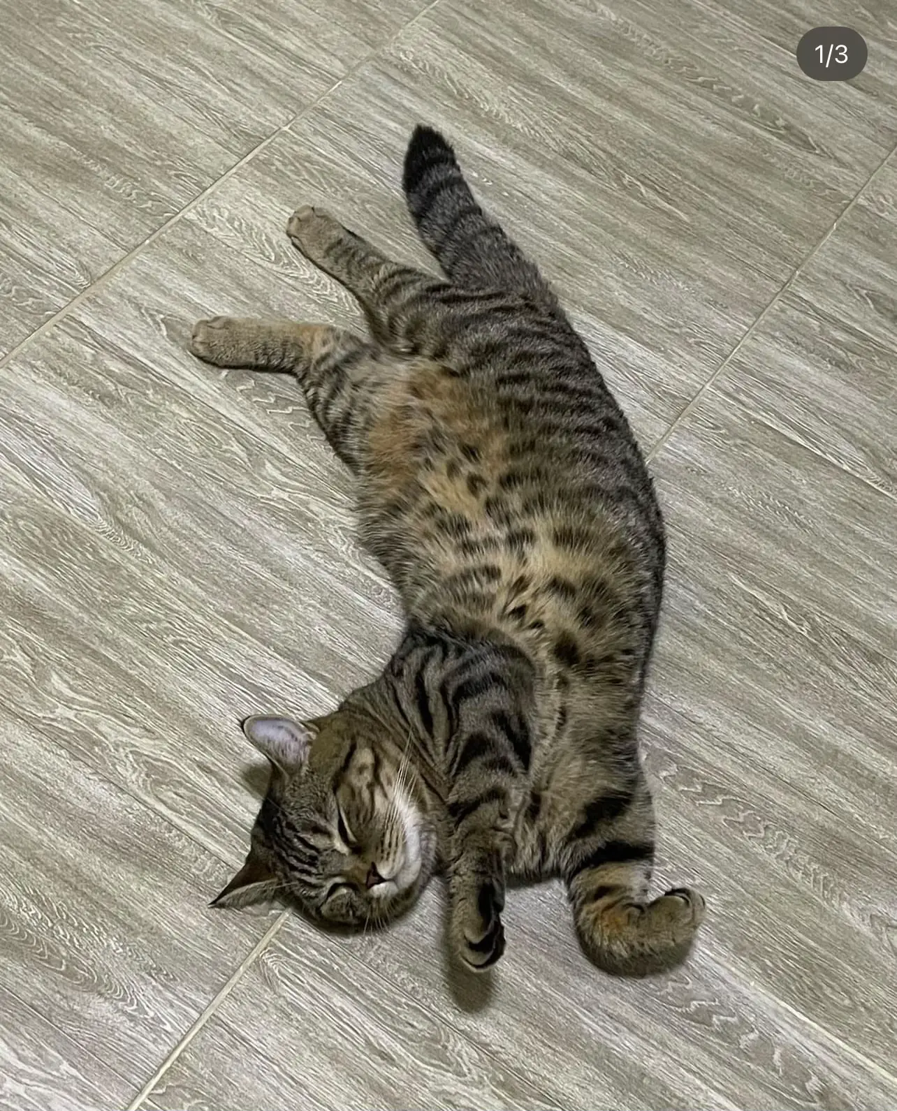 🐱 ท่านอนน้องแมว บ่งบอกอารมณ์ ที่ทาสแมวต้องรู้ แกลเลอรีที่โพสต์โดย