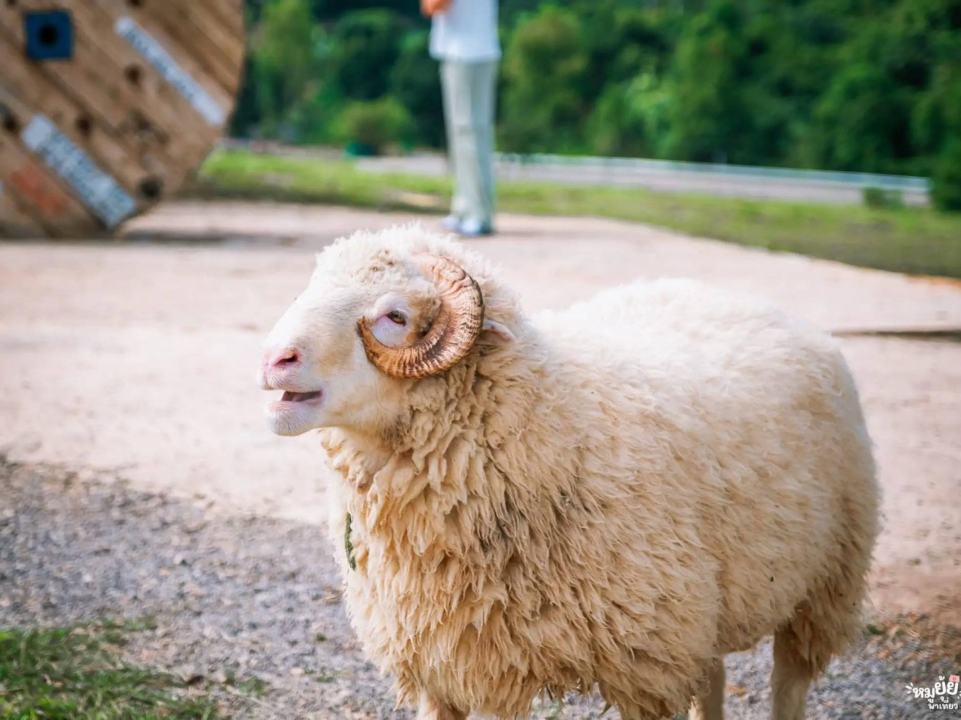 🪴🐑 "Monk sheep, he..." then go!!! 🐑🪴 | Gallery posted by MooYui_Travel ...