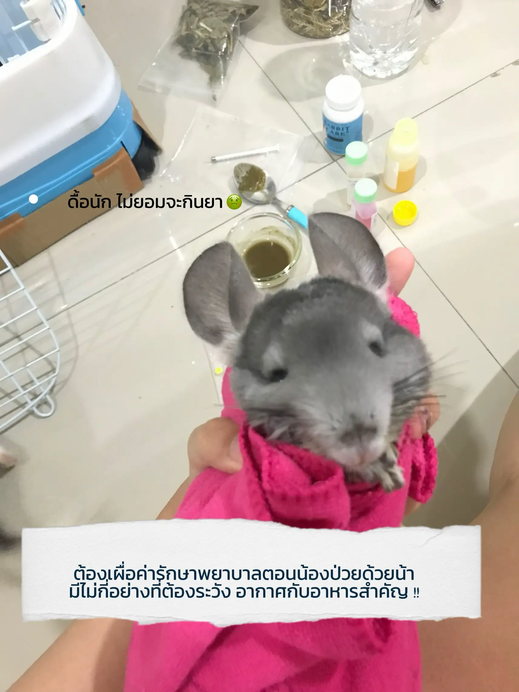 รีวิวการเลี้ยงชินชิลล่า ฉบับคนเลี้ยงมาเข้าสู่ปีที่4 💖 แกลเลอรีที่โพสต์โดย Janeprawee Lemon8