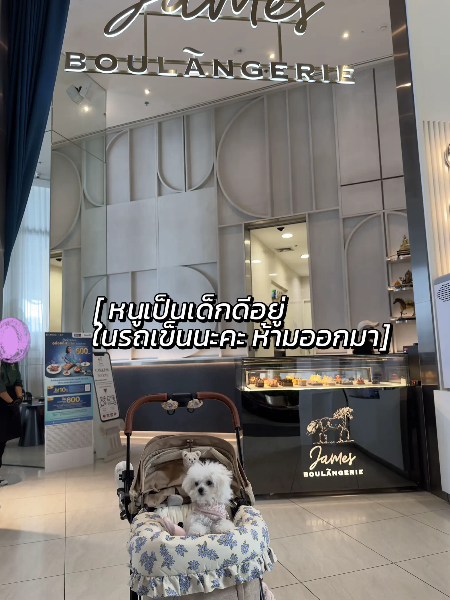 ปักหมุด ทานข้าวงบหลักร้อย วิวหลักล้าน #หมาเข้าได้ | แกลเลอรีที่โพสต์โดย ...