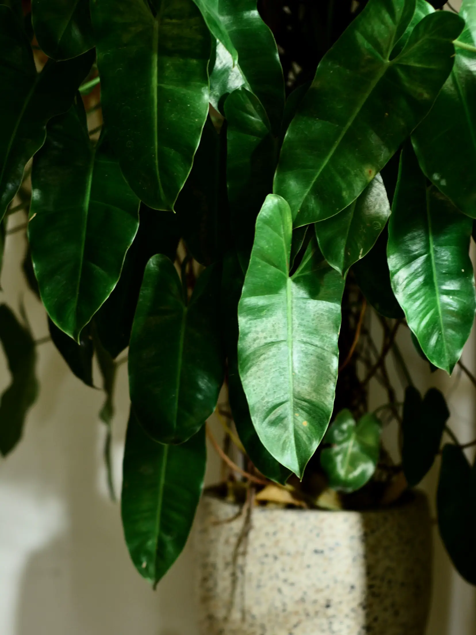 Rekomendasi Tanaman Indoor Yang Tahan Banting | Galeri diposting oleh Resti Motret | Lemon8