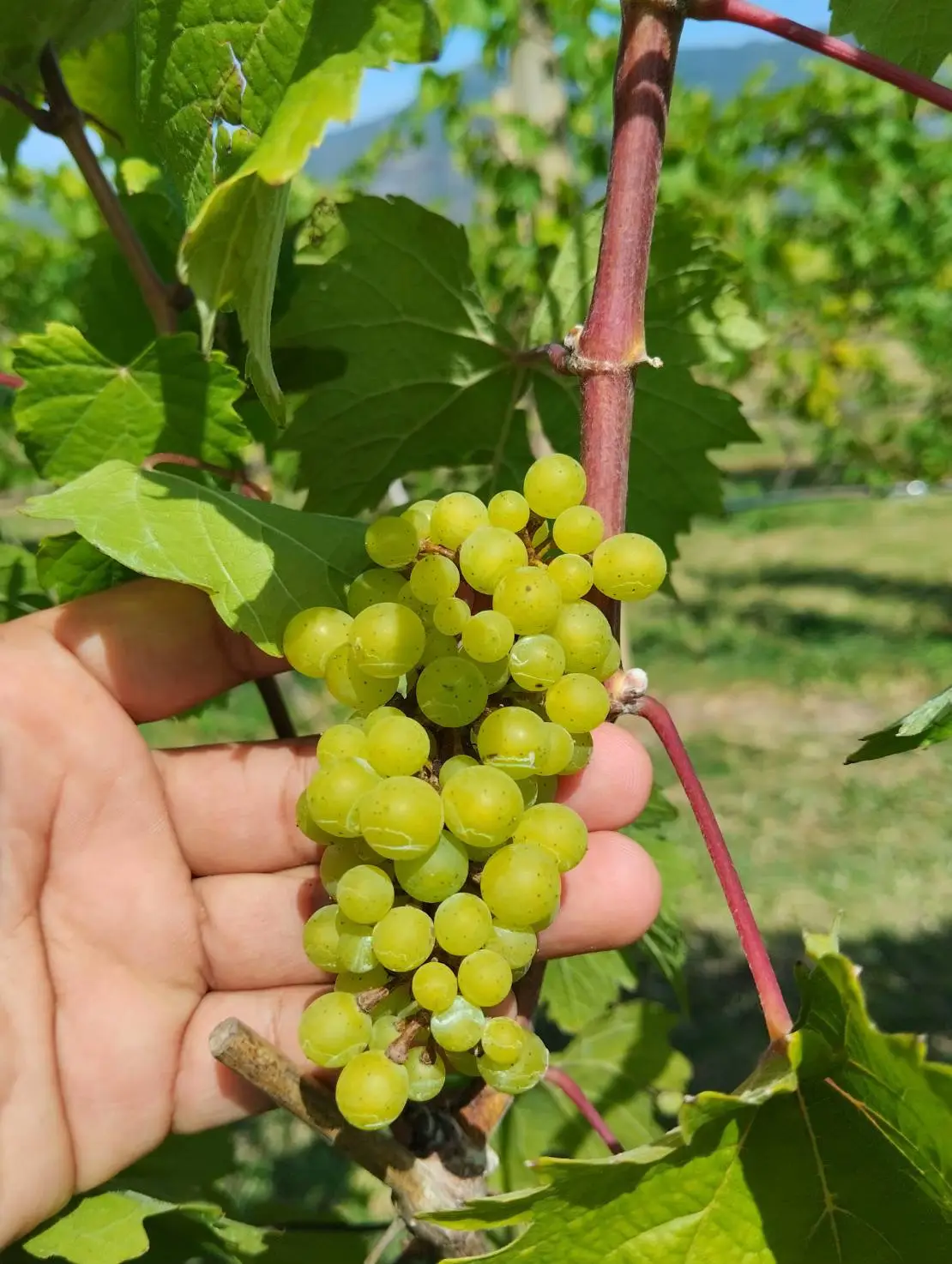 องุ่นกำลังออกลูกครับ🍇🍇🍇 | แกลเลอรีที่โพสต์โดย Napat_Ubon | Lemon8