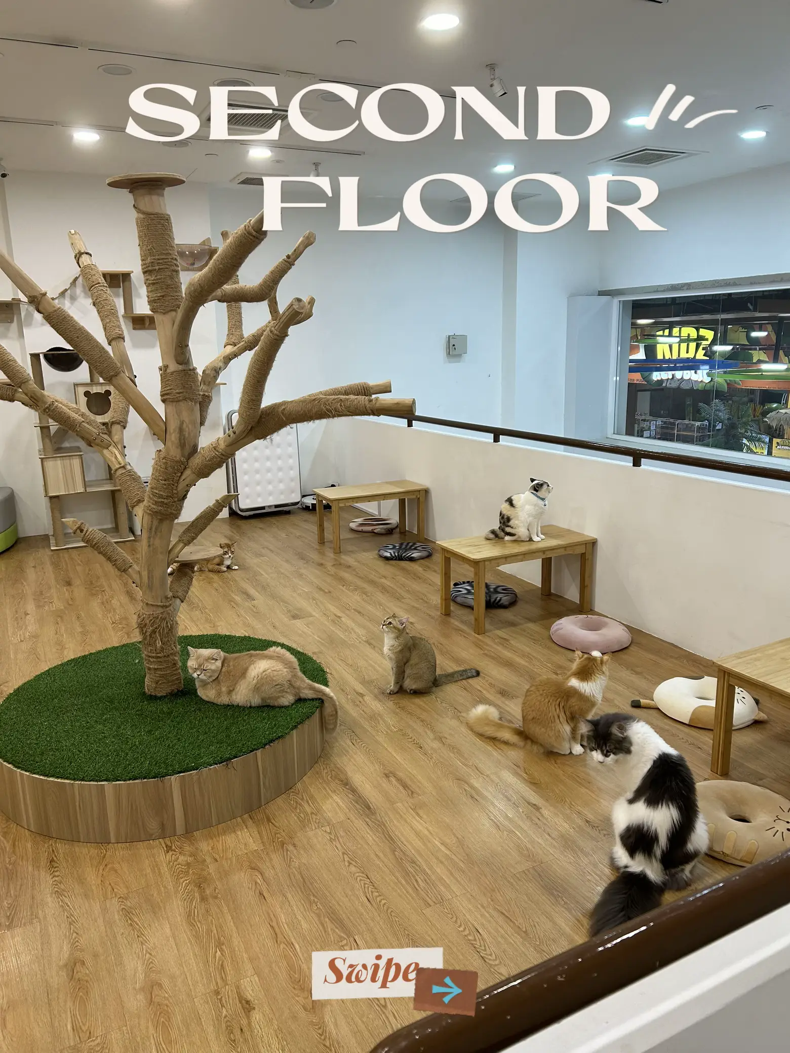 Chucky Chappy Cat Cafe Jb - Lemon8 Search