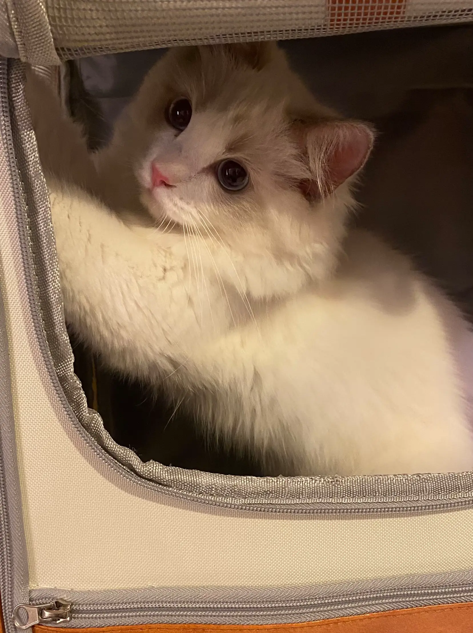 Ragdoll แมวตุ๊กตาผ้า🐈 แงวตัวแรกของเรา🫶🏻🩵 | แกลเลอรีที่โพสต์โดย babe🦋 | Lemon8